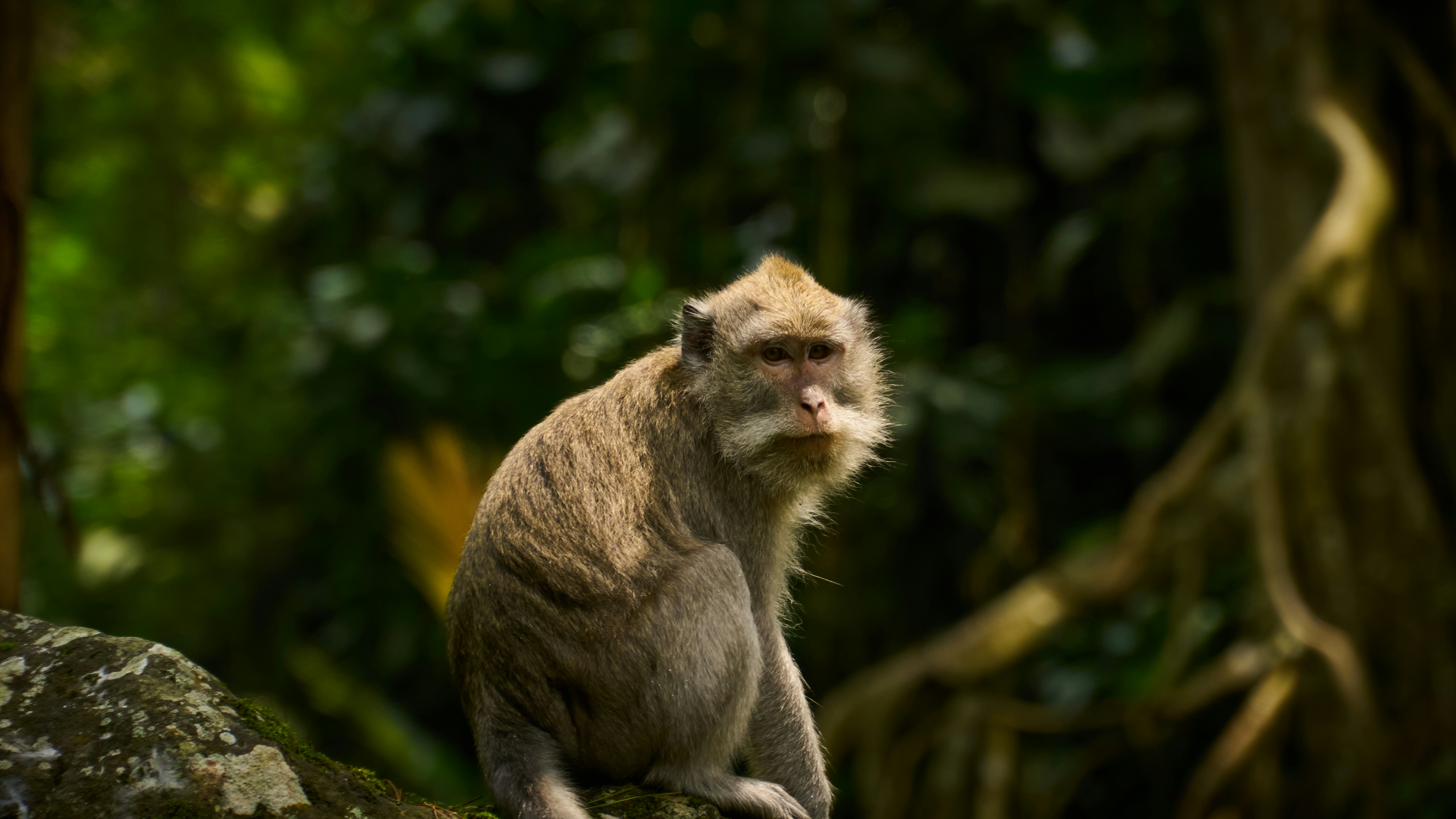 Primed in the Green: A Curious Monkey in Dappled Forest Light