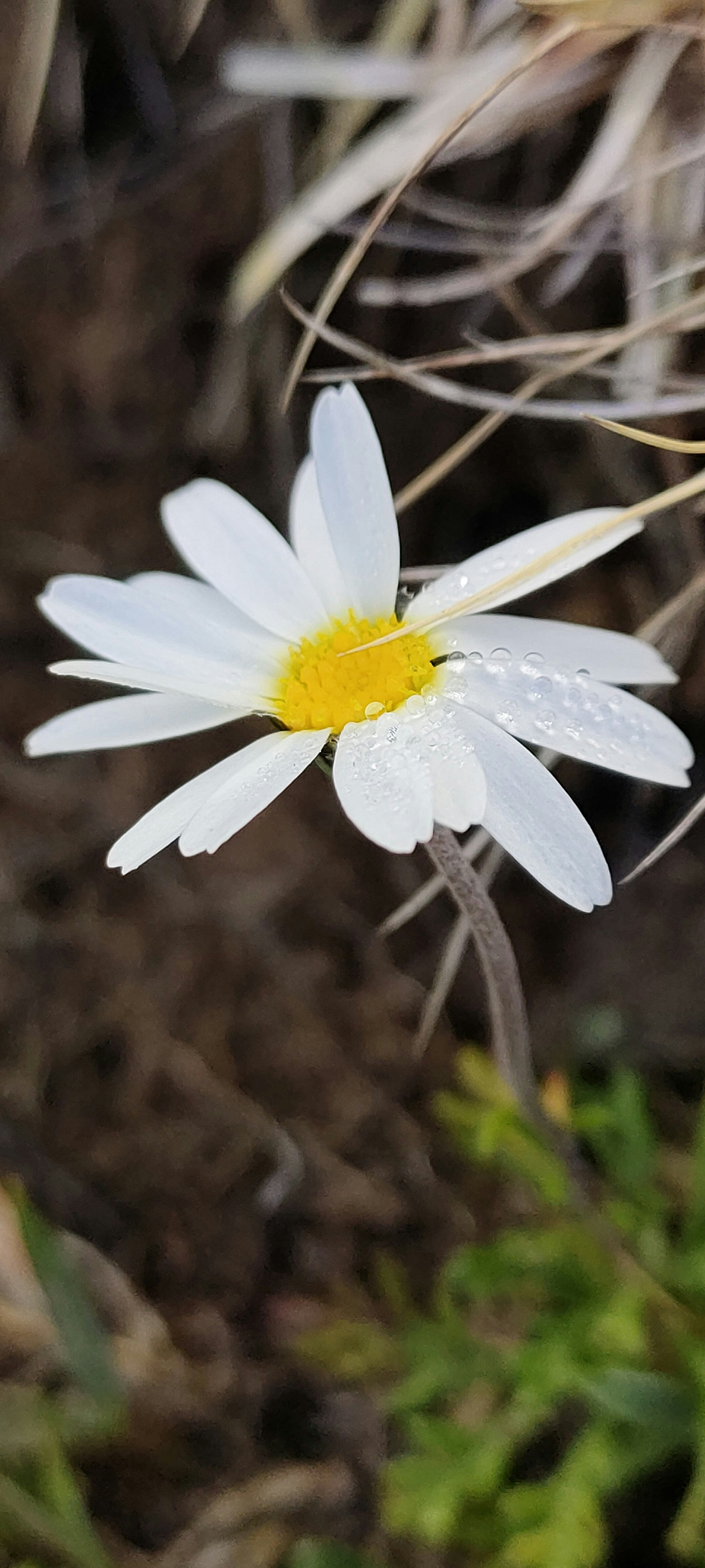 Close-up photograph of a white daisy with a yellow center and dew droplets on the petals, set against soft background bokeh.