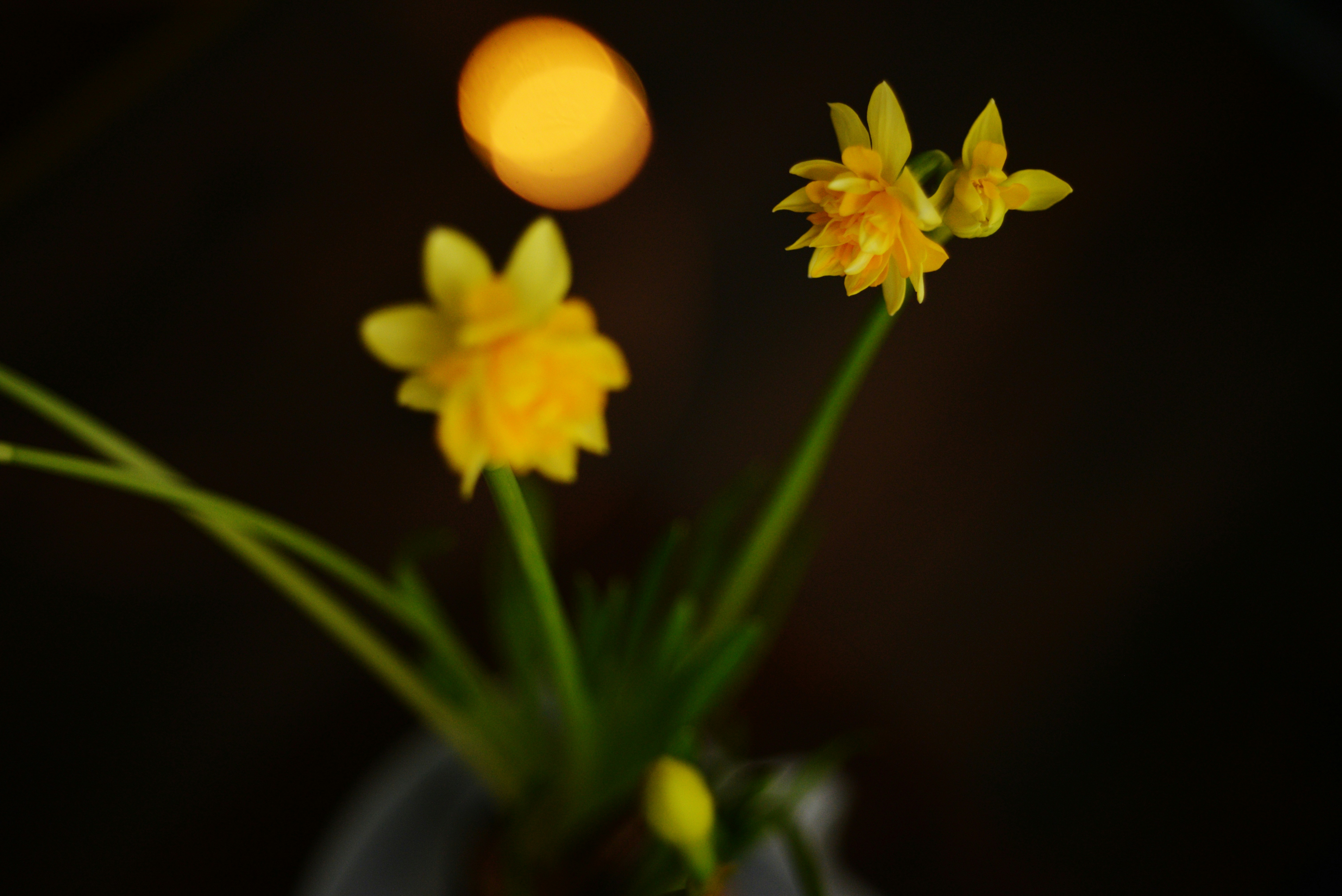 Golden Narcissus in Velvet Dark: A Quiet Macro Moment