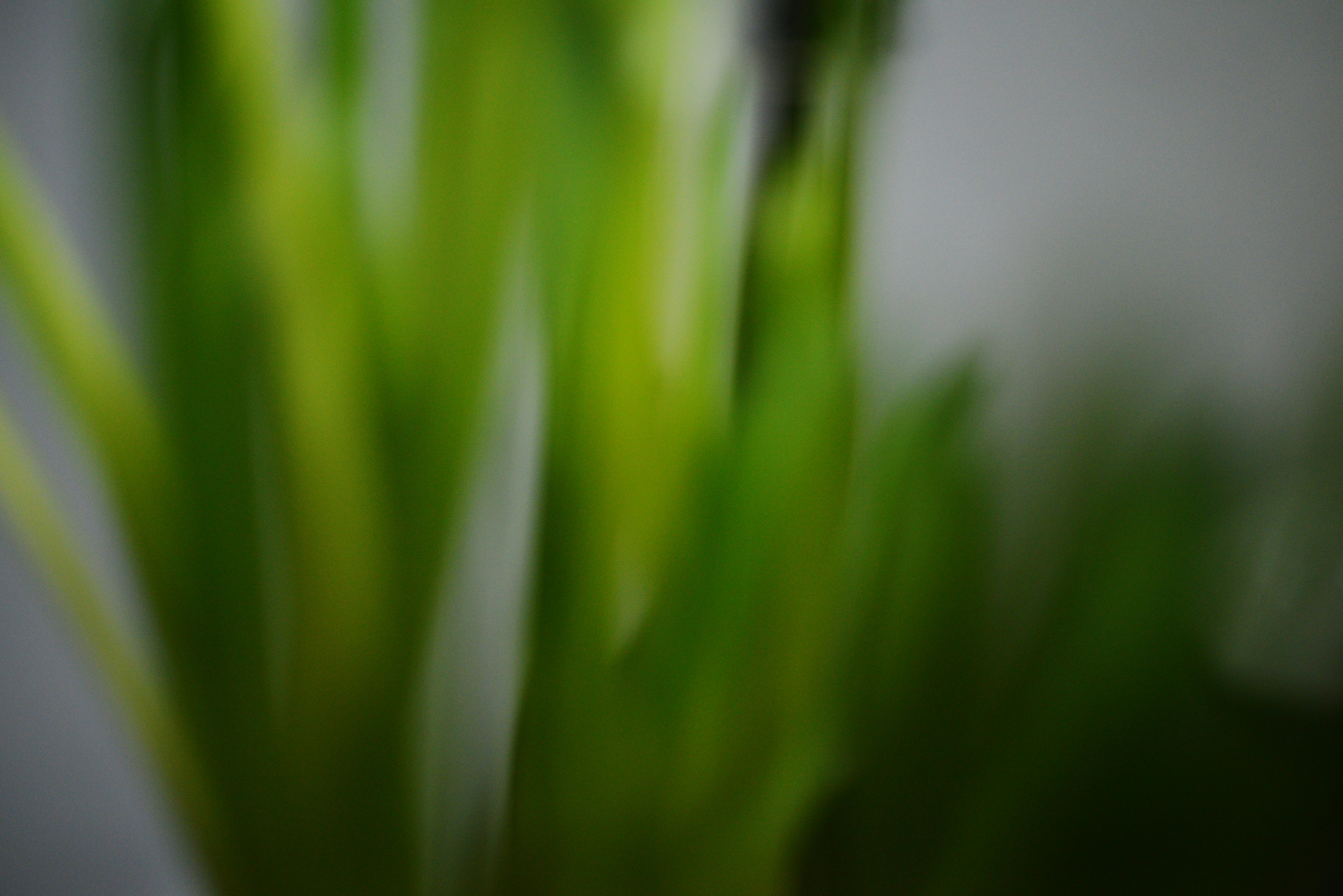 Abstract representation of green foliage with soft focus, evoking a sense of tranquility and organic beauty.