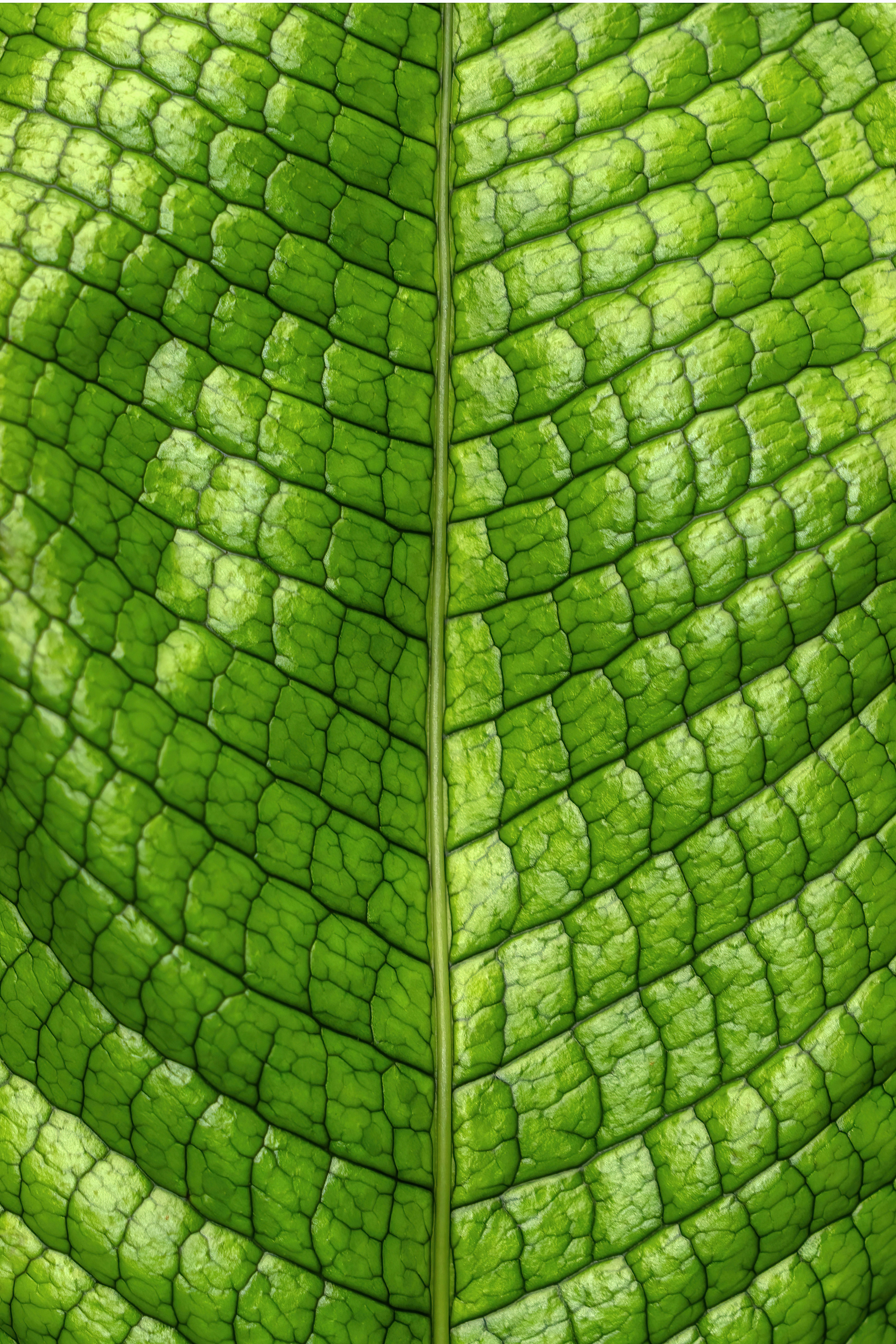 Green Lattice: Macro Portrait of Leaf Veins