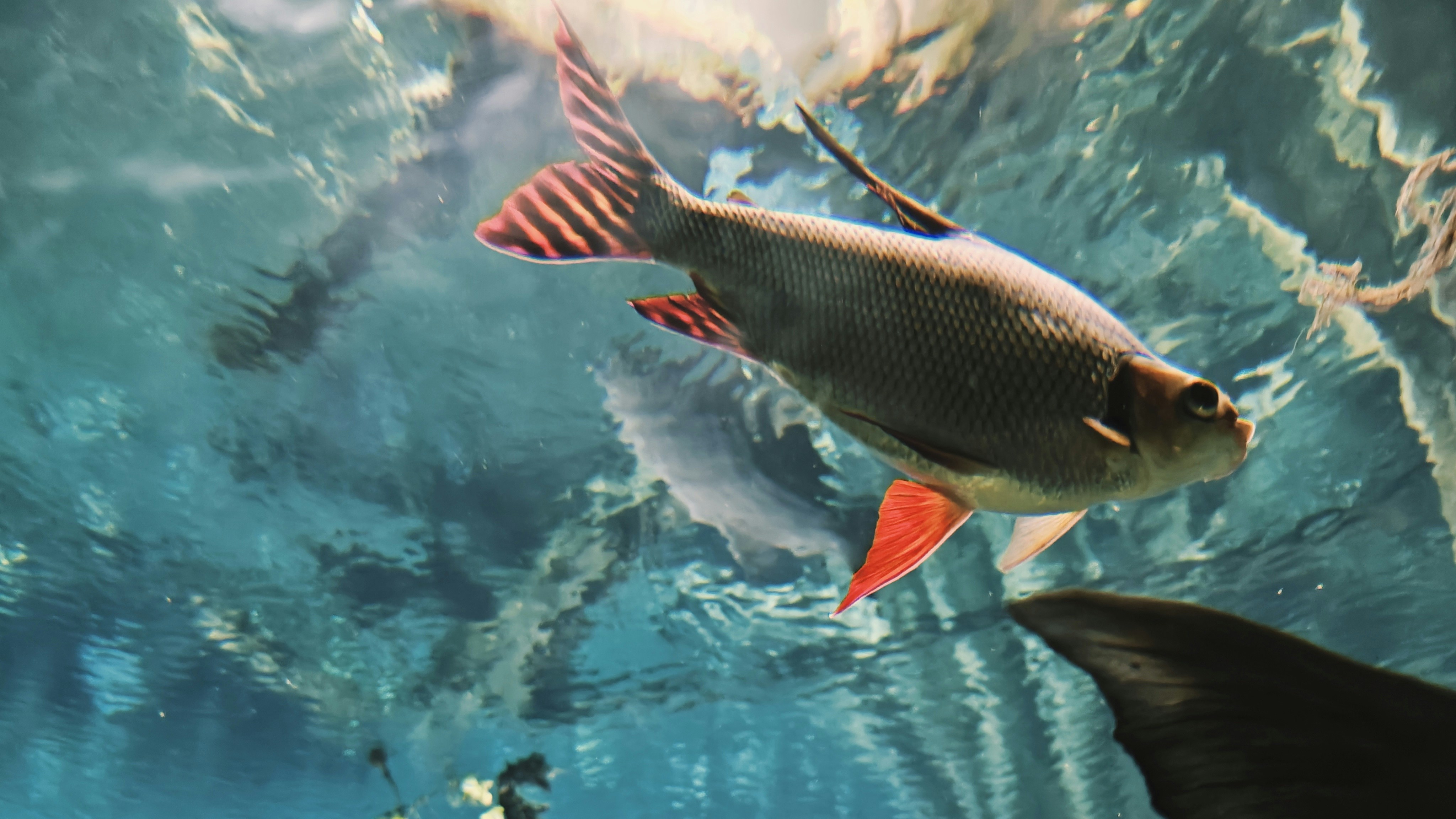 Colorful fish gliding through sunlit turquoise water with striking red fins.