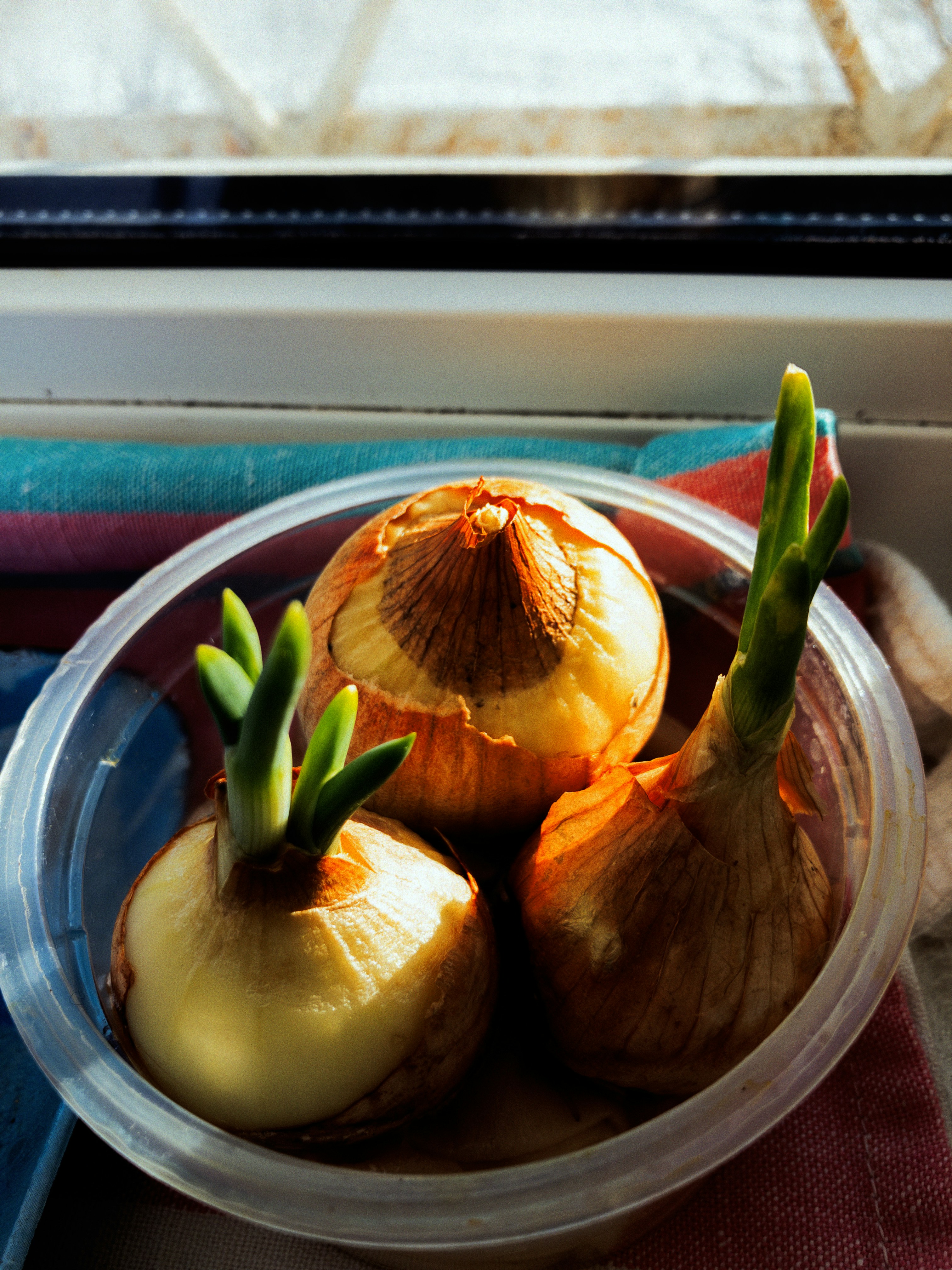 Sprouts at Daybreak: Onions in a Glass Bowl by the Window