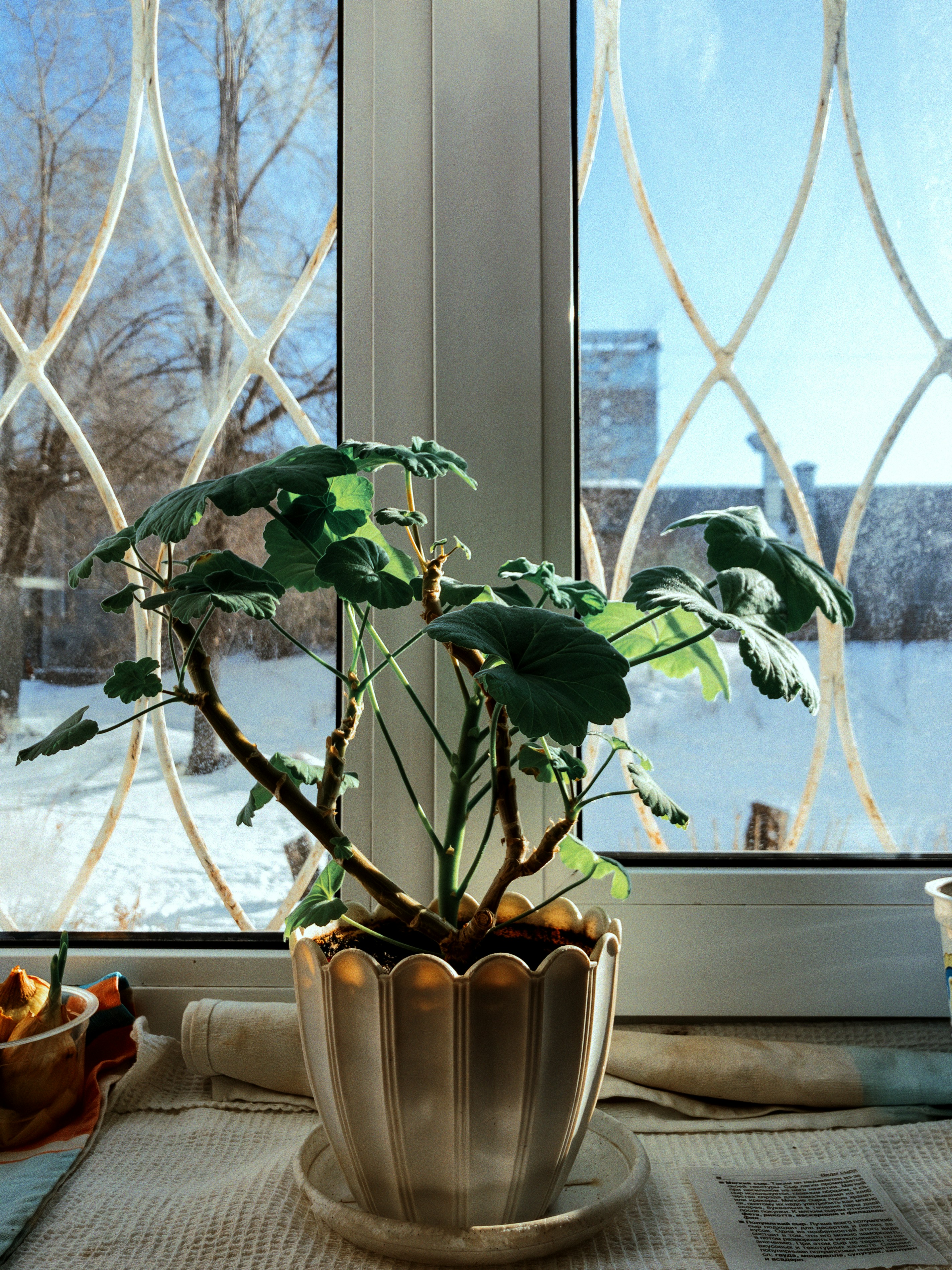 Verdant Crown on a Snowlit Windowsill