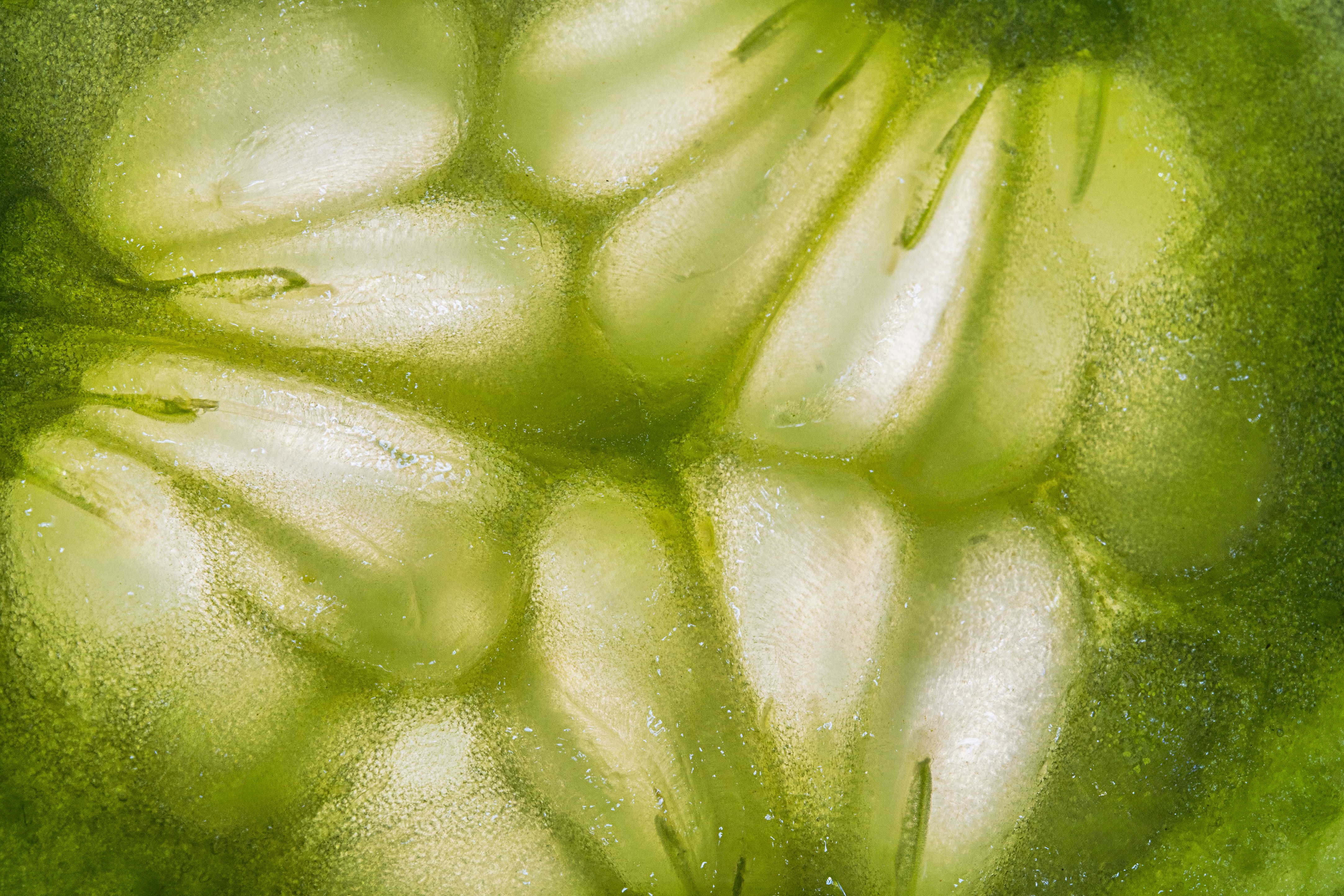 Macro Mosaic: Lime-Green Citrus Microcosm Revealed