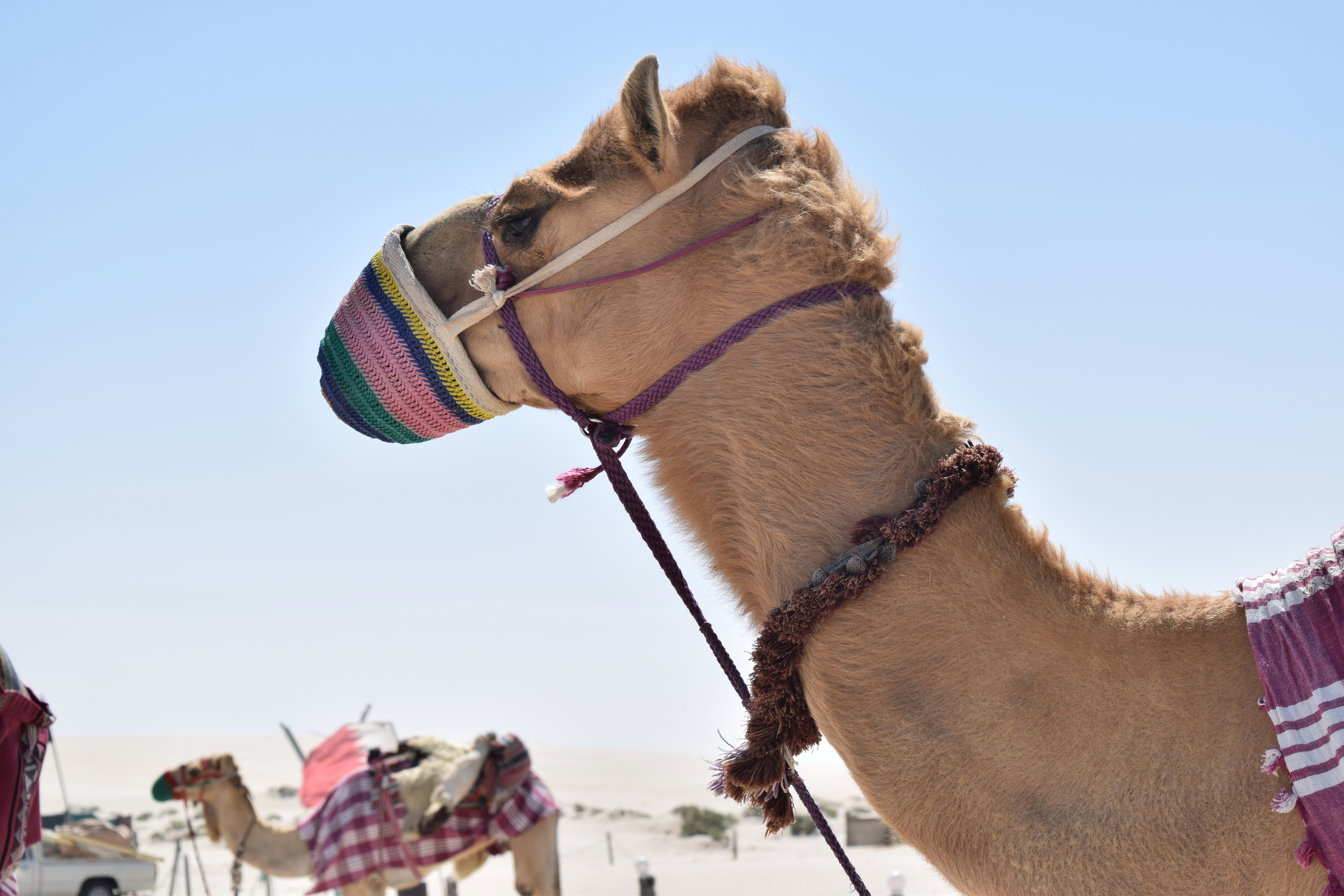 Rainbow-Muzzled Camel at a Sunlit Coastal Beach