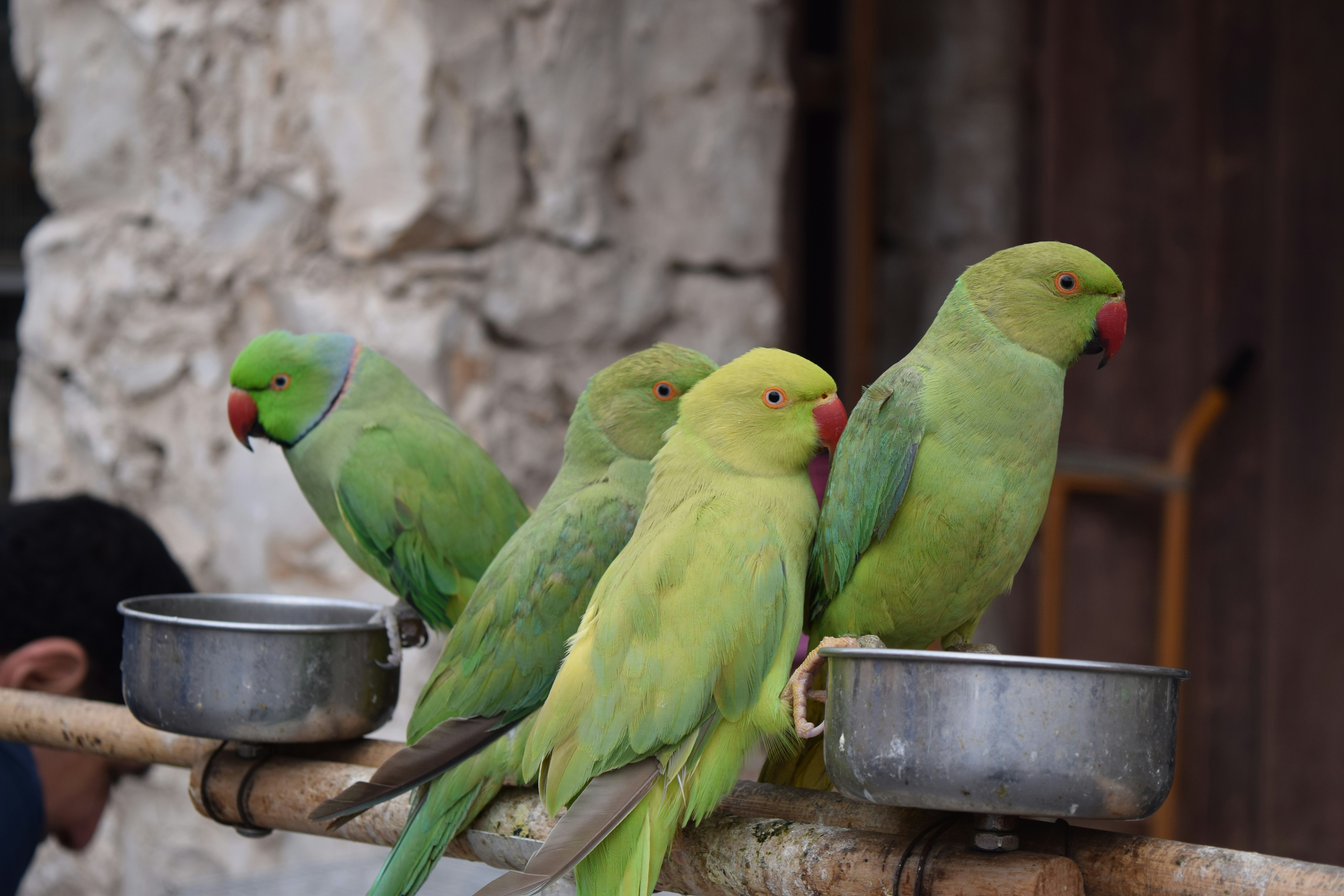 Four green parakeets perched on a bamboo pole beside metal feeding bowls.