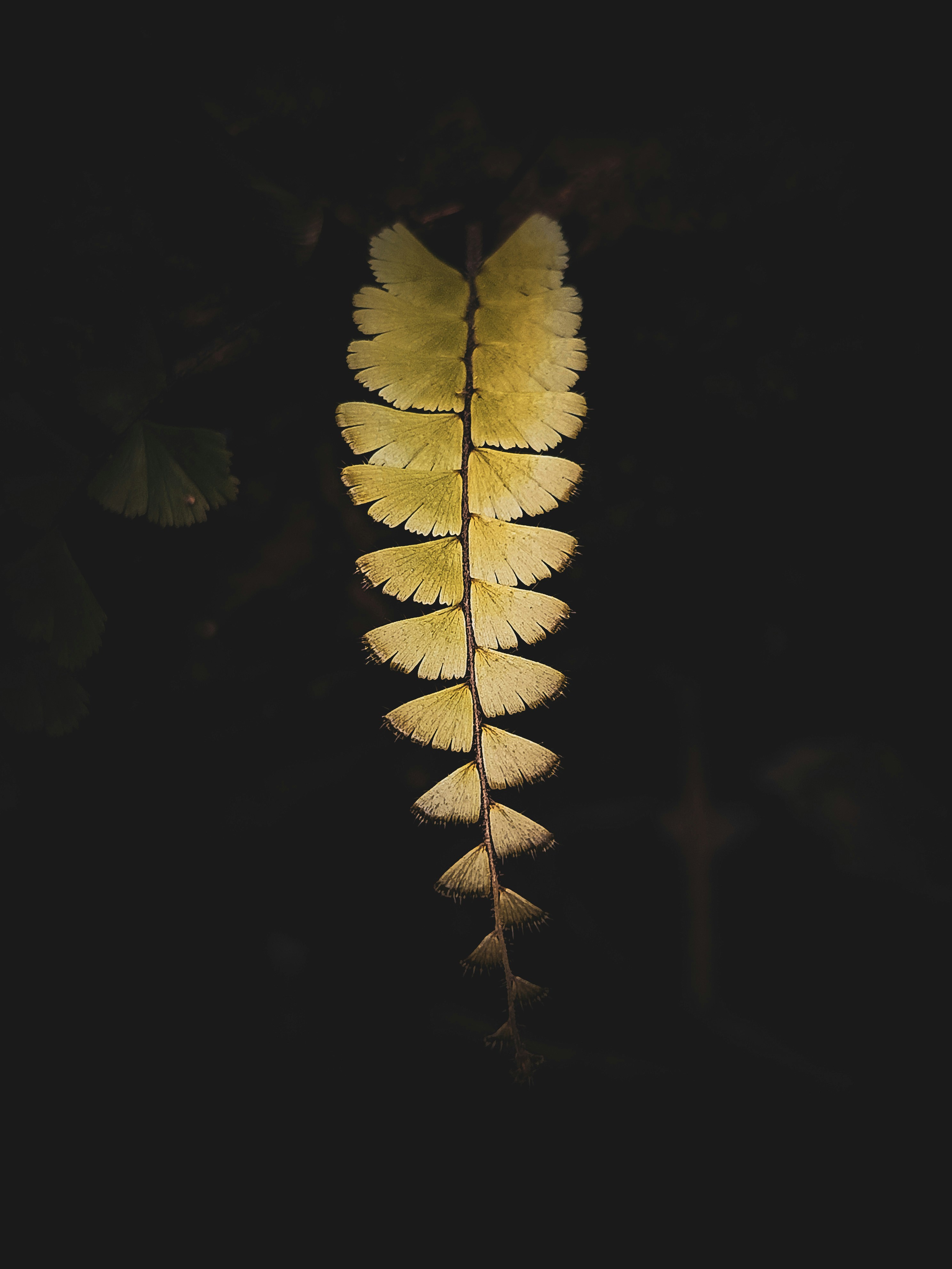 A single golden fern frond stands upright against a dark background, bathed in directional light to reveal its leaflets.