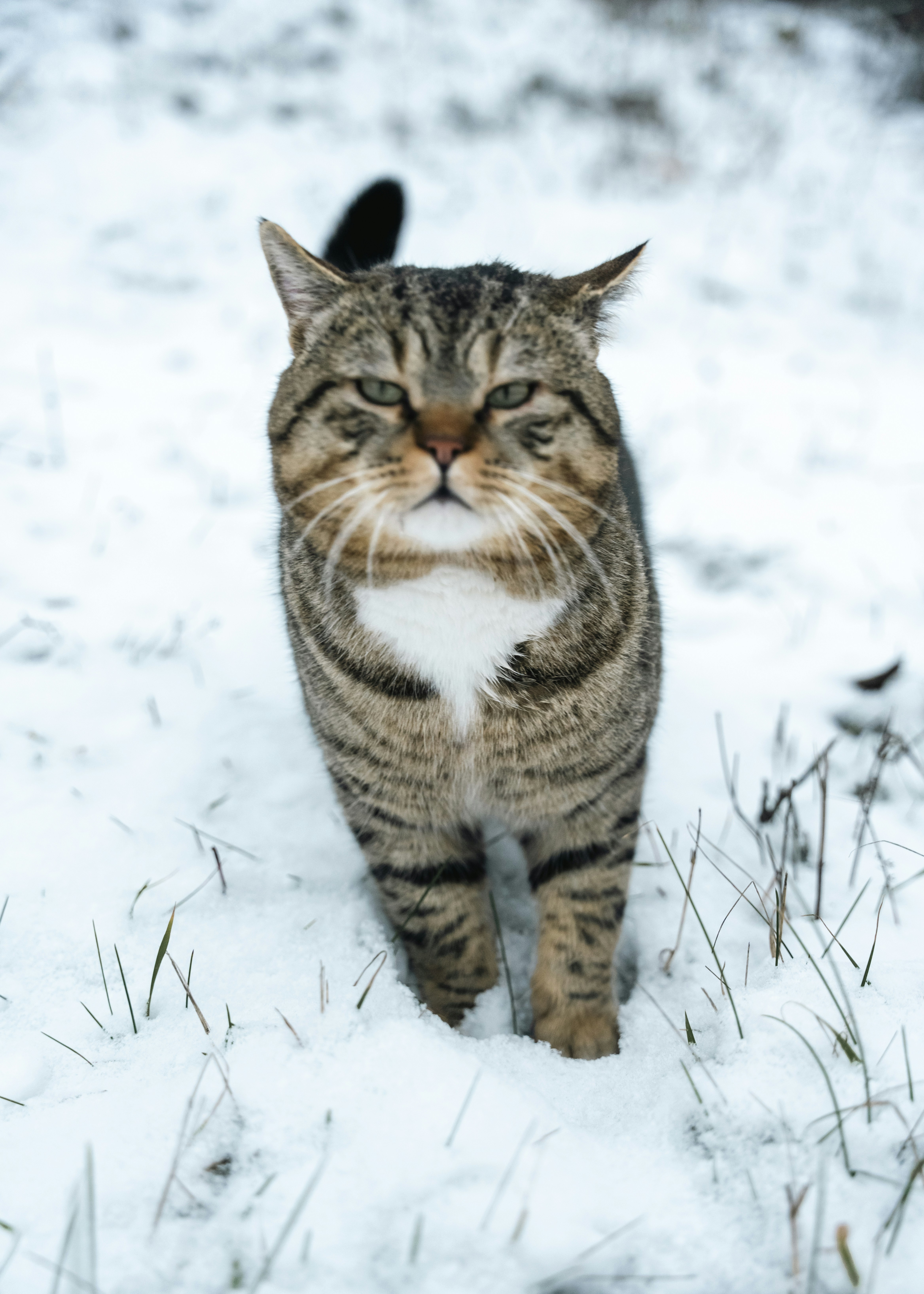A Winter Wanderer: The Feline Explorer
