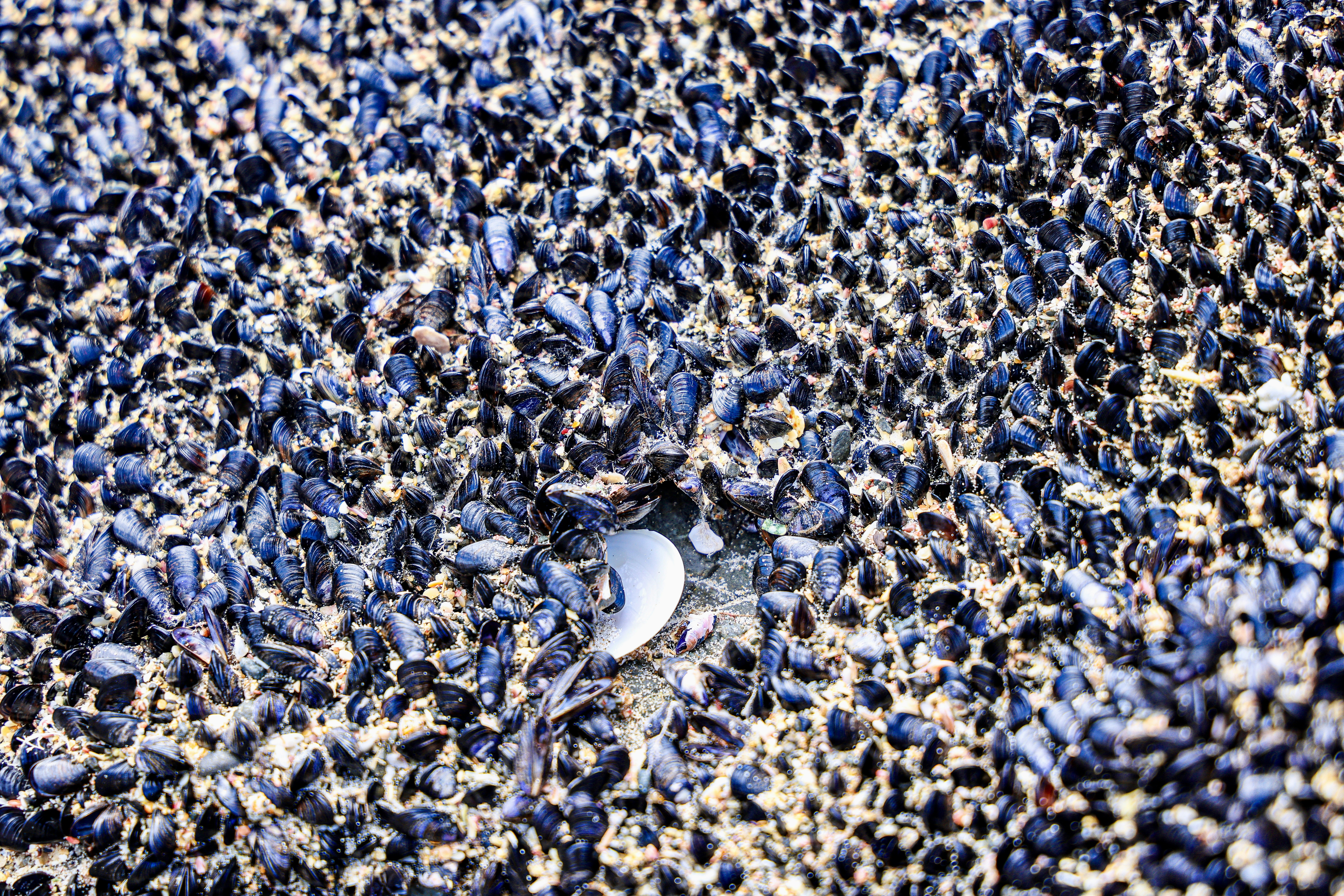 A close up of a bird's eye view of a bird's eye photo – Free Food Image ...