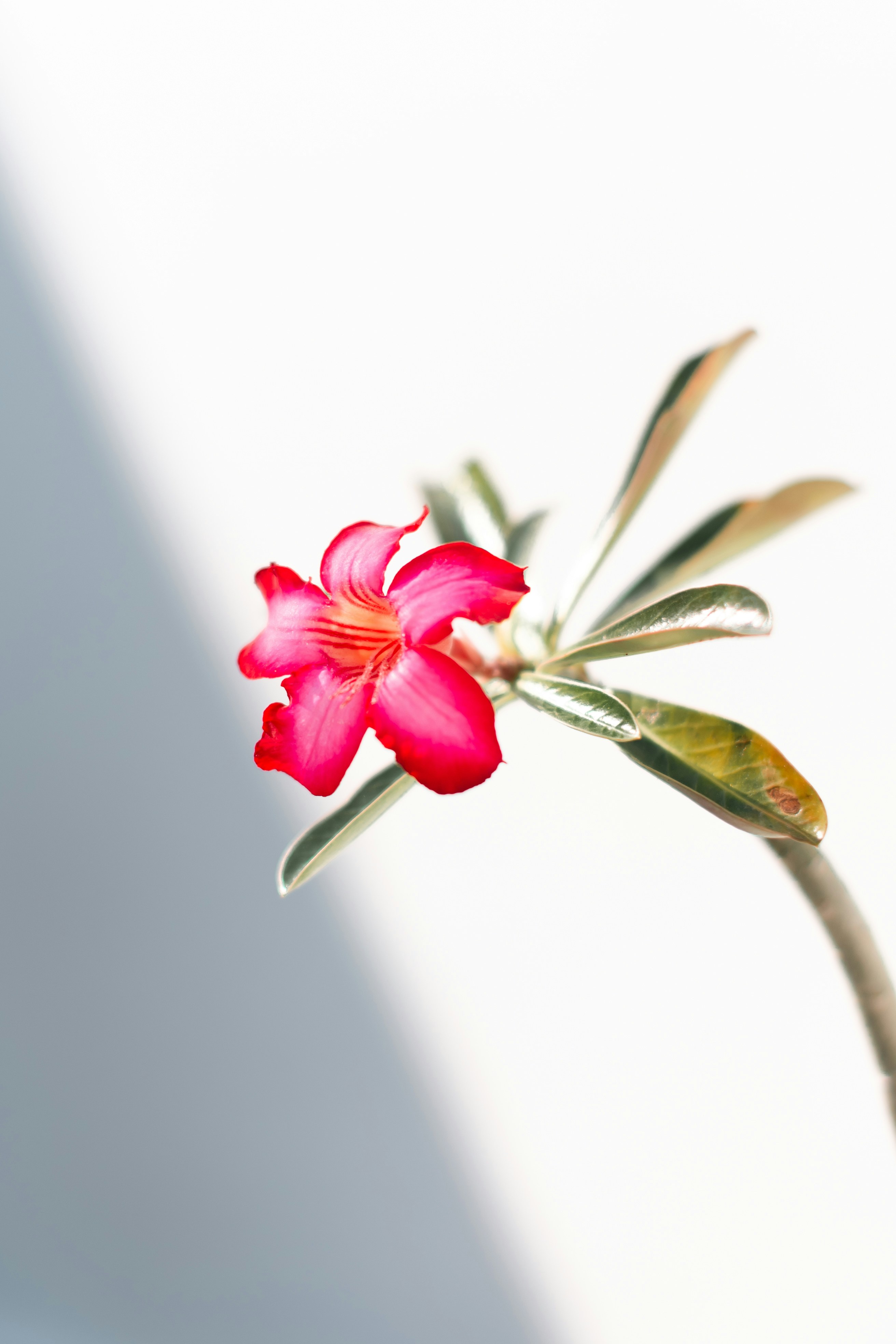 A single red flower on a twig photo – Free Flower Image on Unsplash