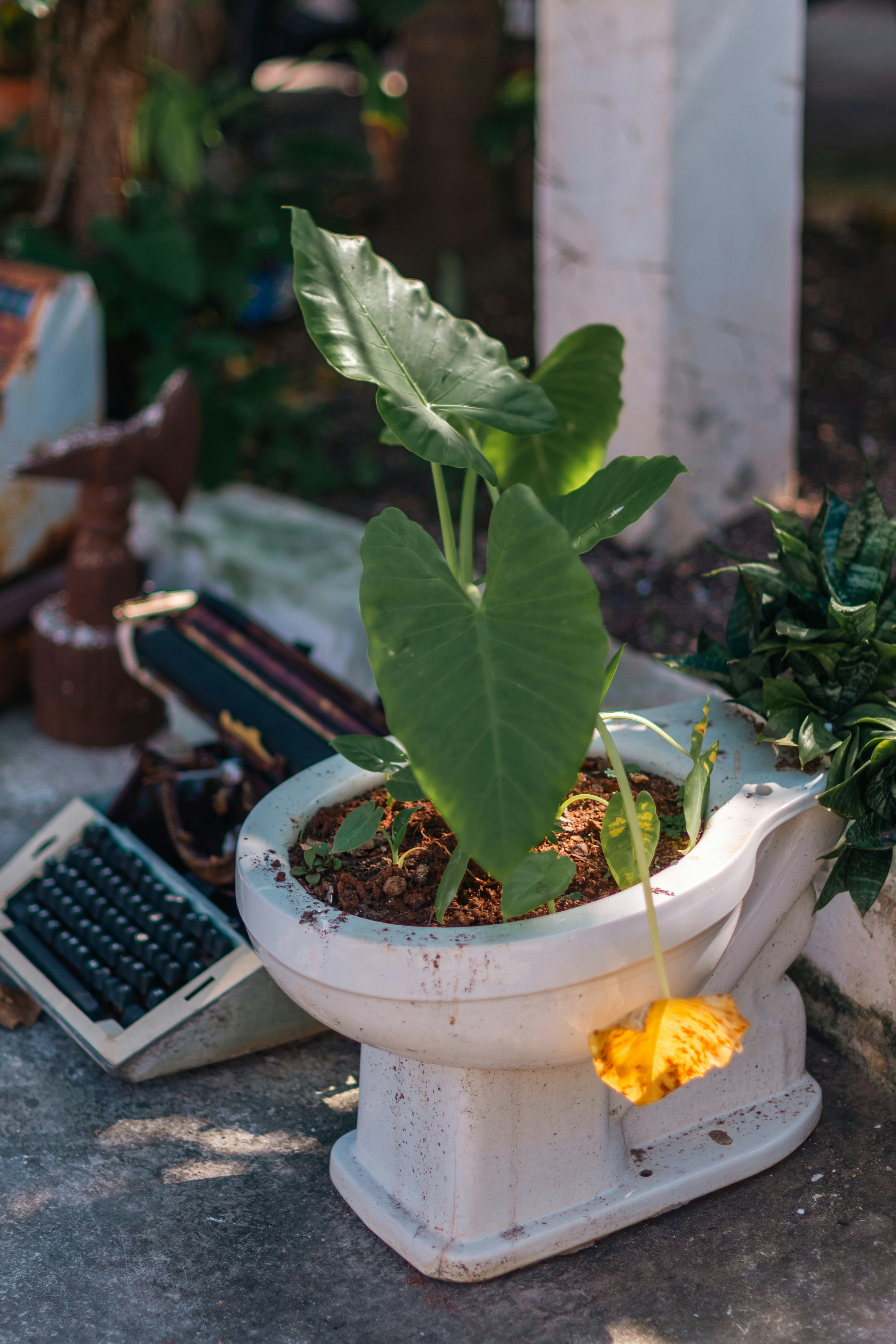Green Heart in White Ceramic: a potted plant with a wilted yellow bloom