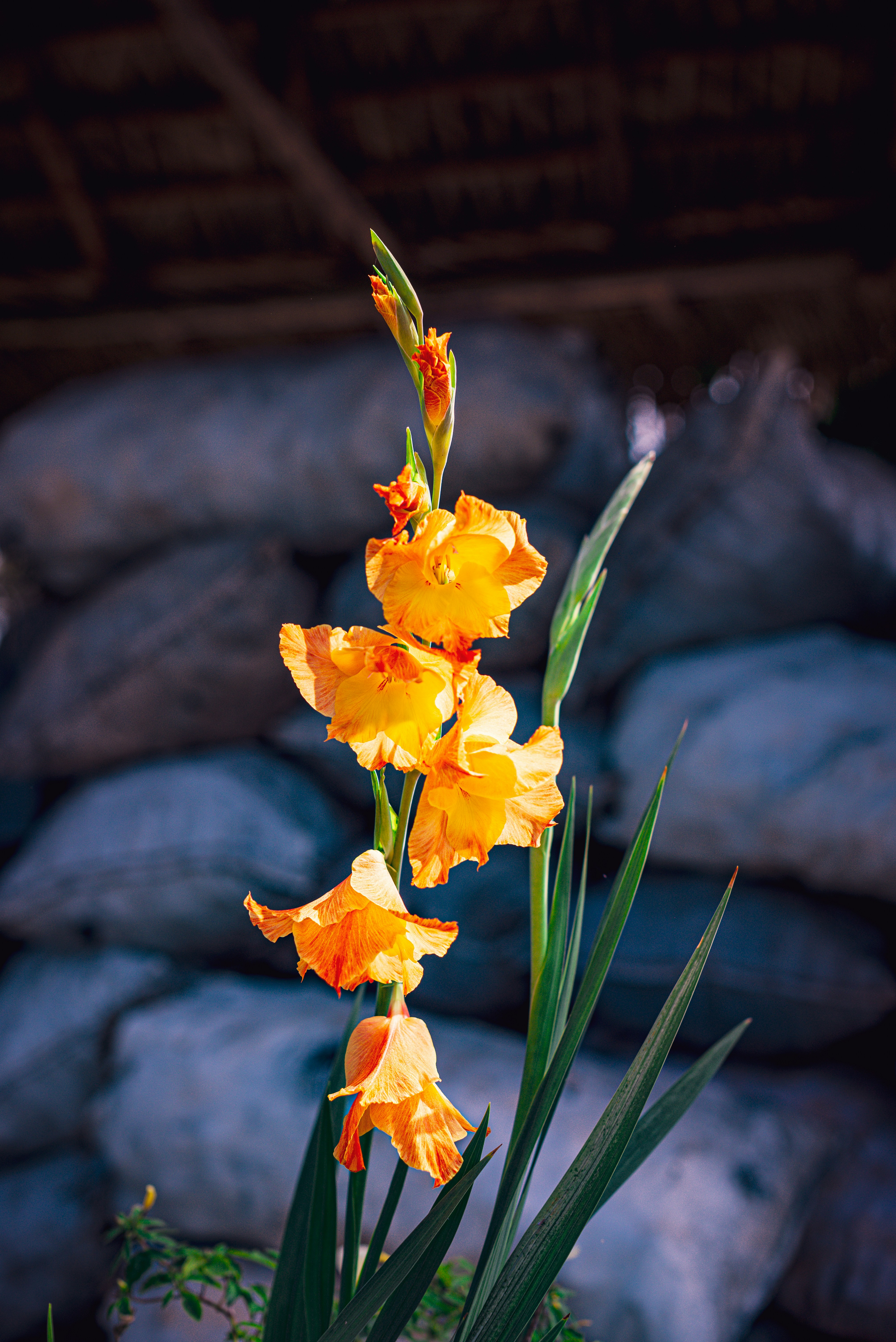 A tall yellow flower sitting next to a pile of rocks photo – Free ...