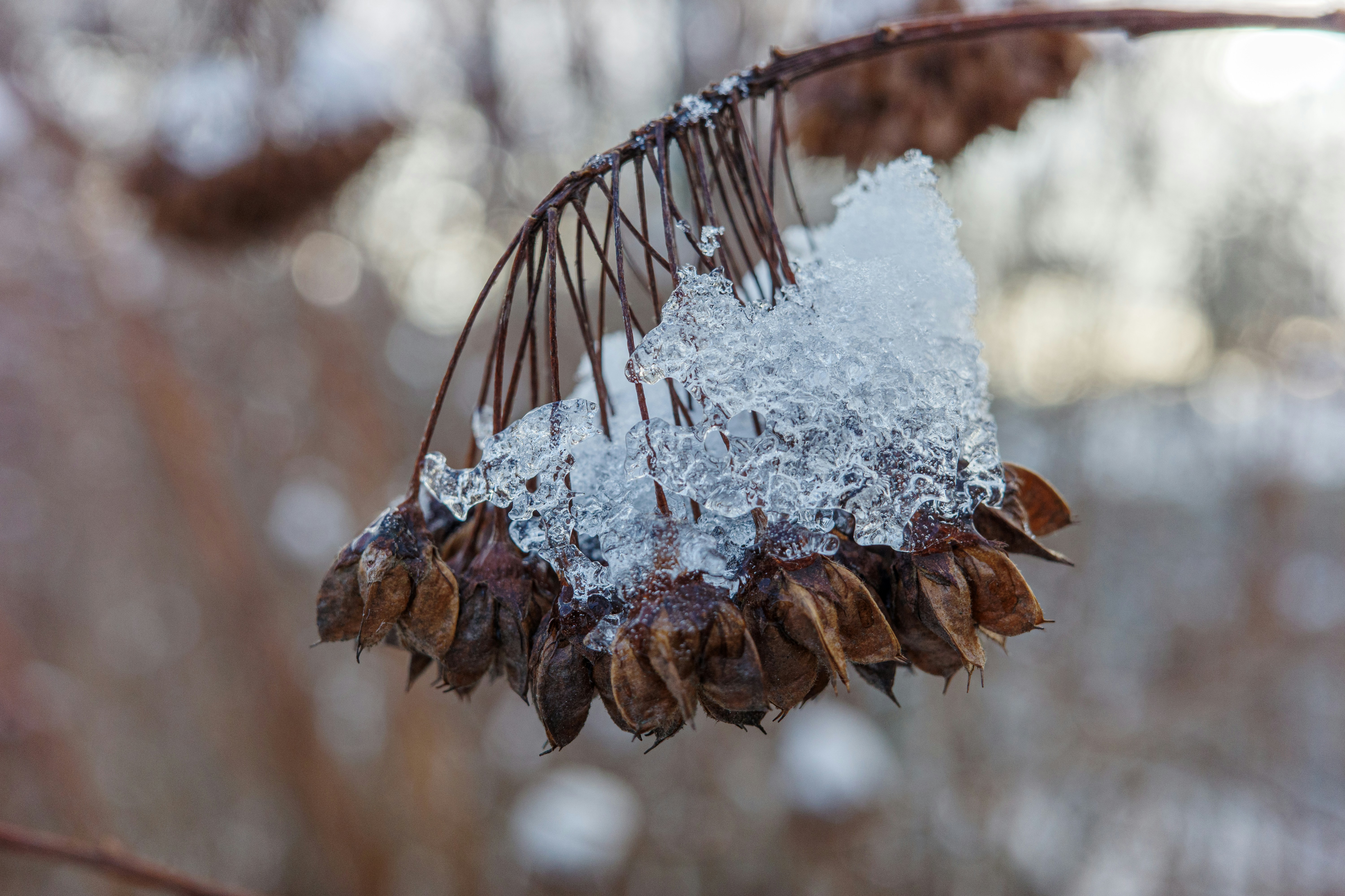 Icebound Umbel: a winter-hushed seed head on a curling stem
