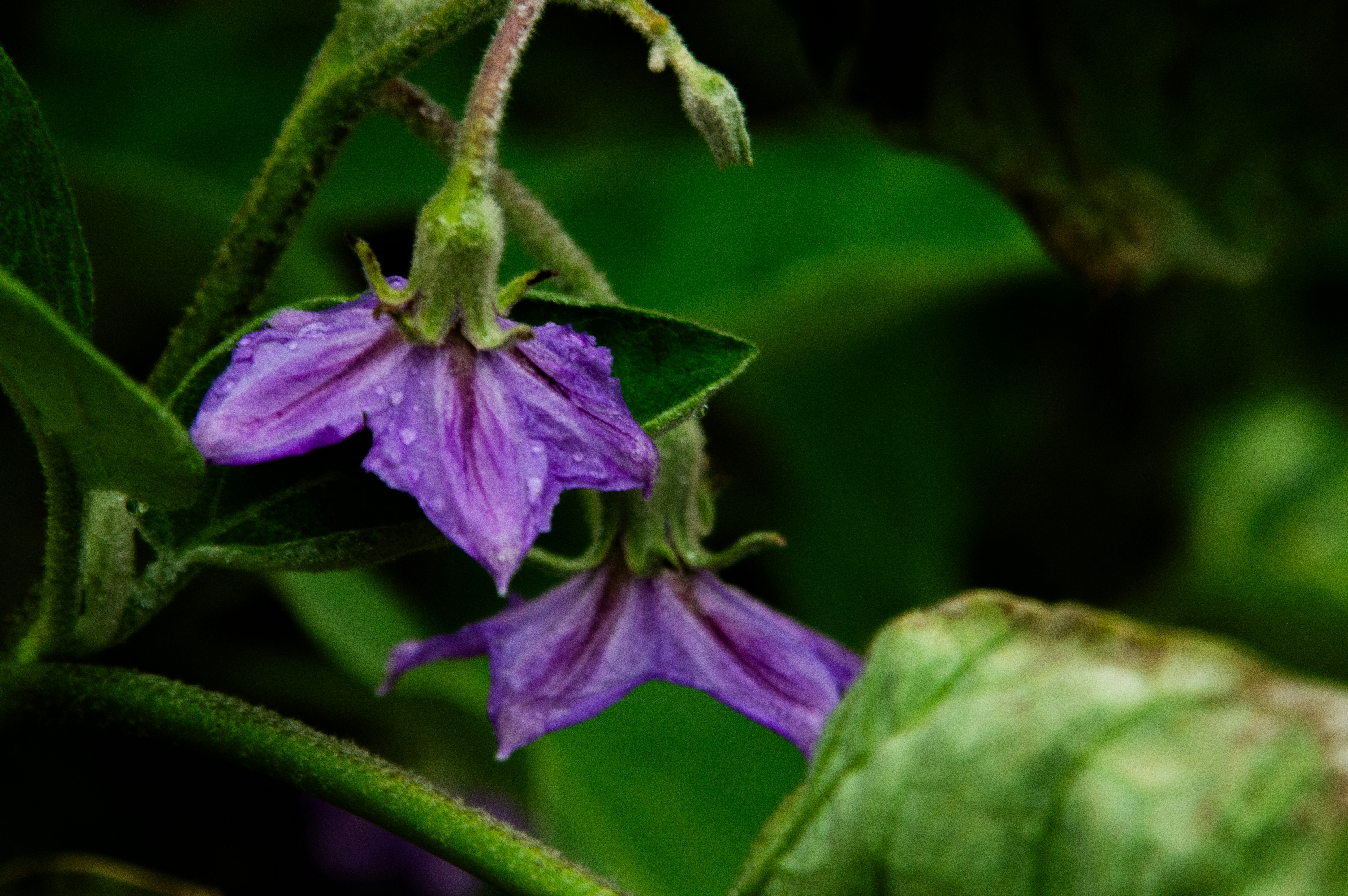 A purple flower with green leaves in the background