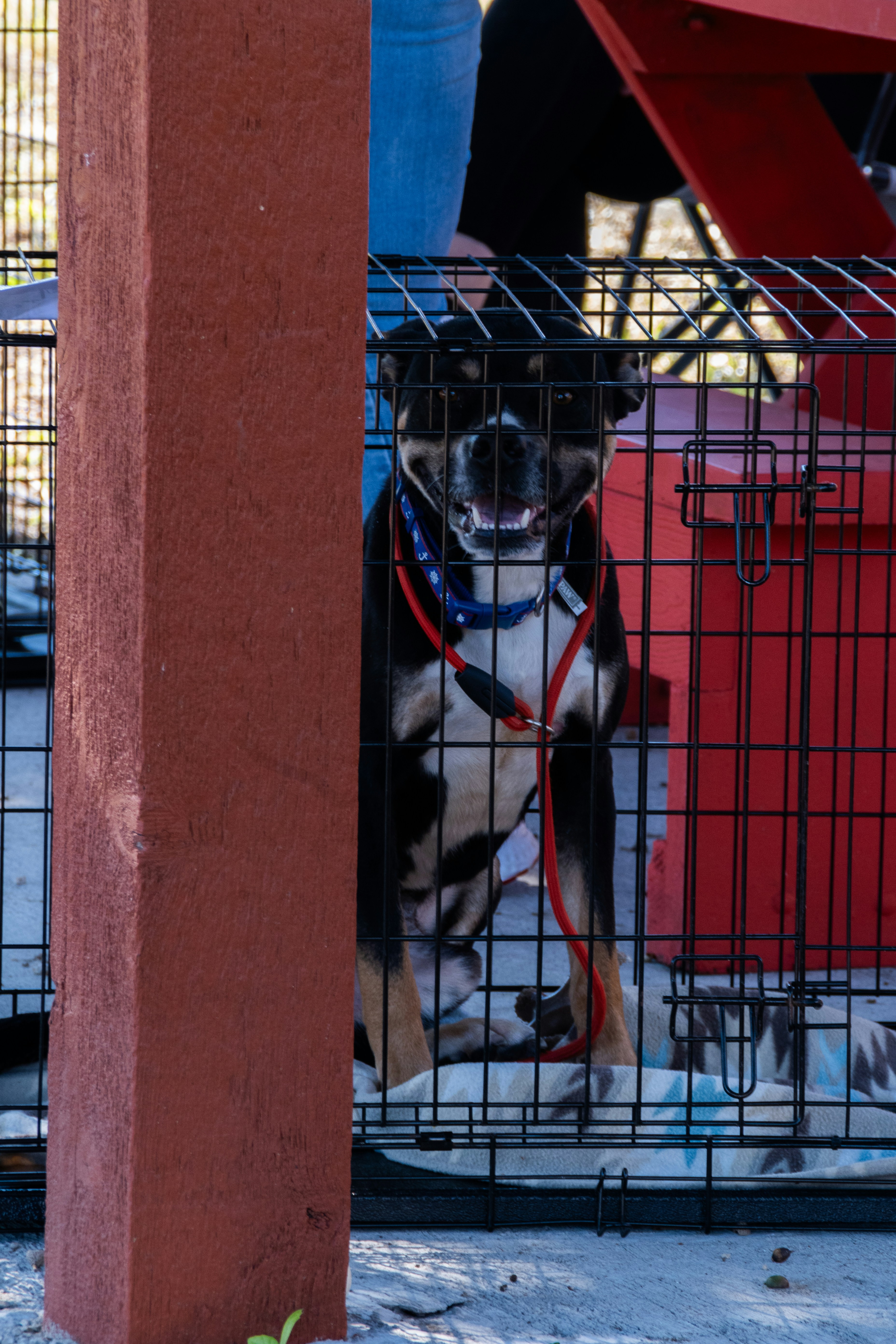 Curious Pup Behind the Fence: A Friendly Gaze at the Playground