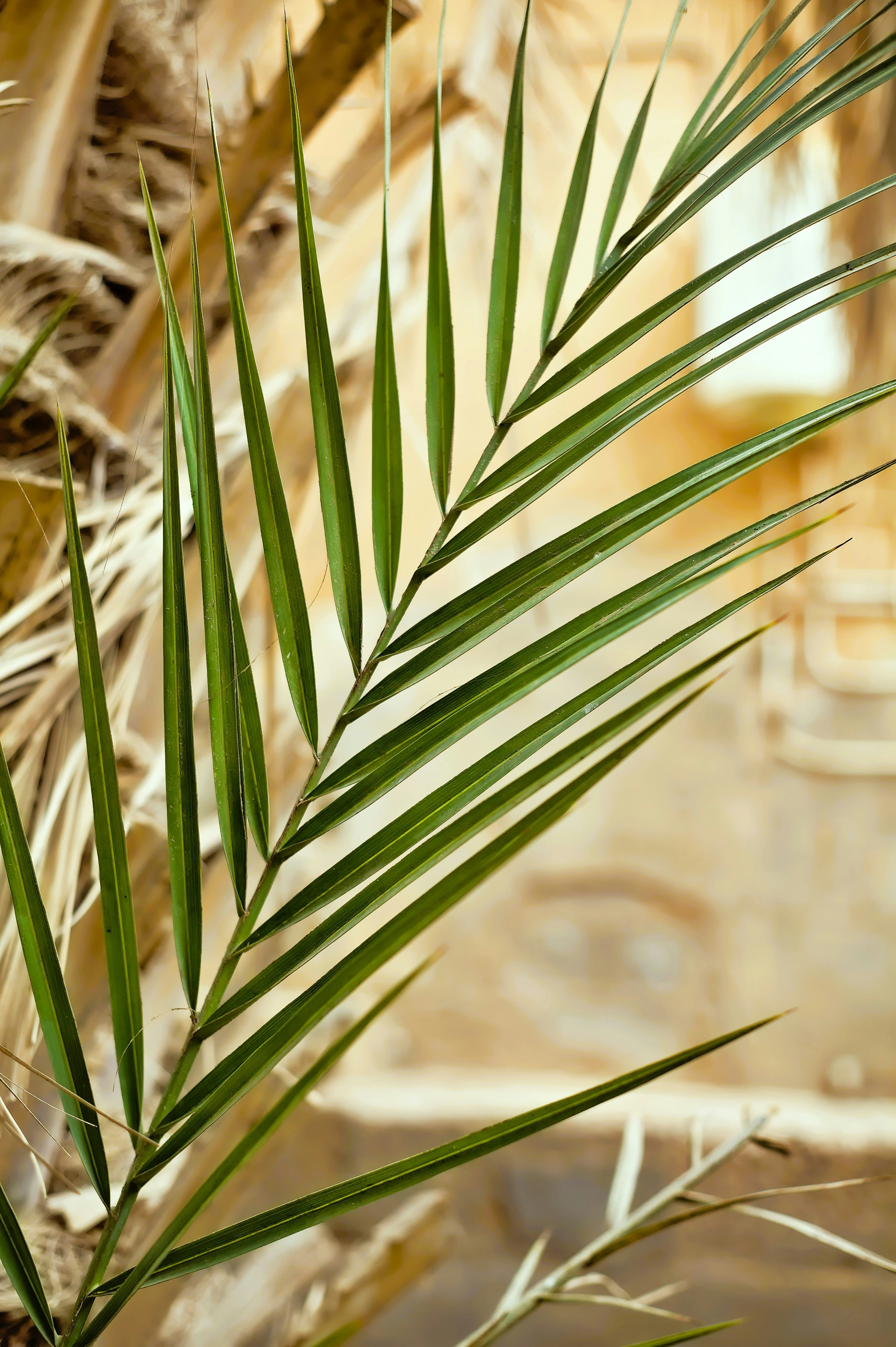 Palm Leaf Close-up