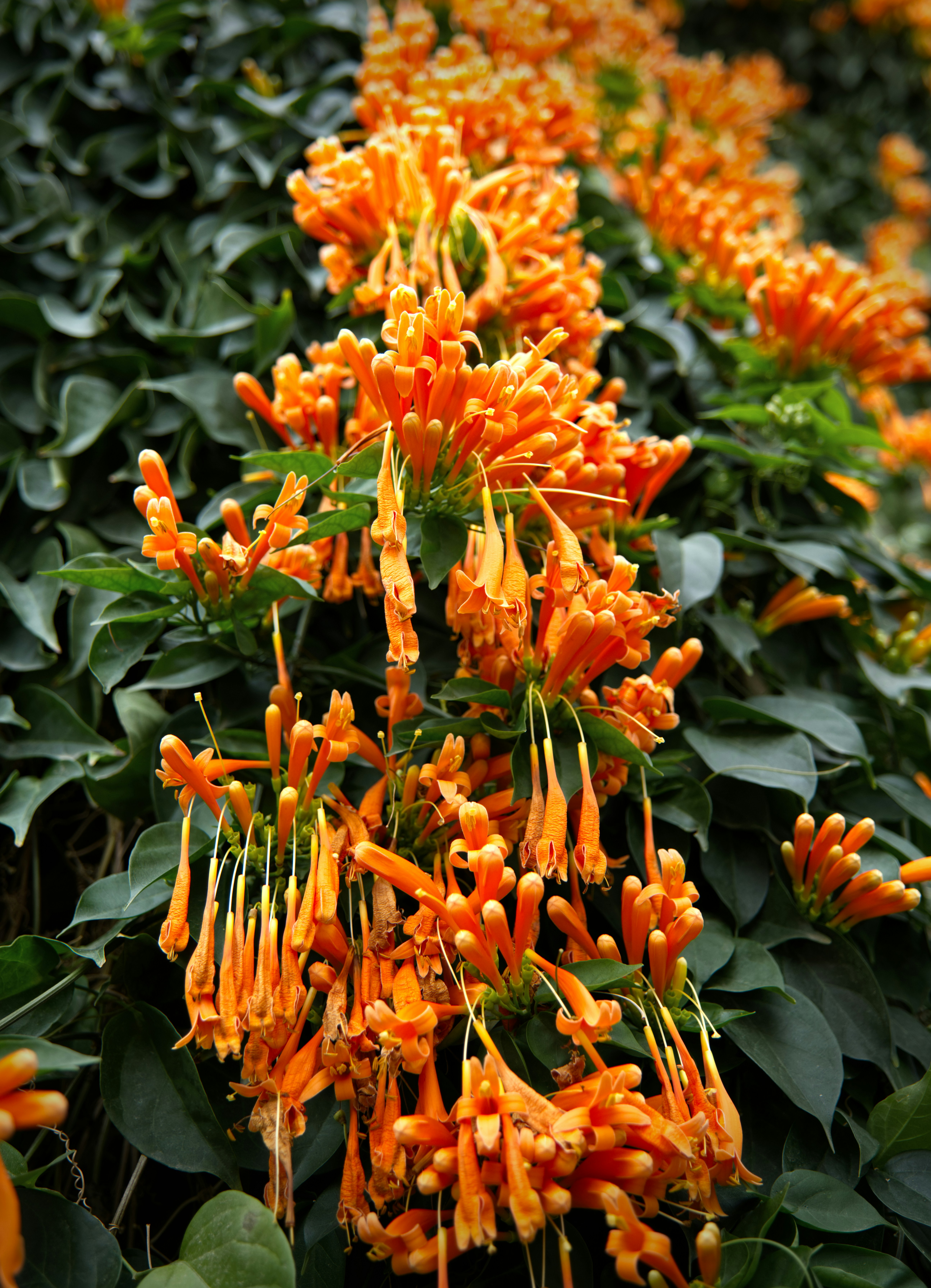 Amber Cascade: Honeysuckle Bloom Layered in Green