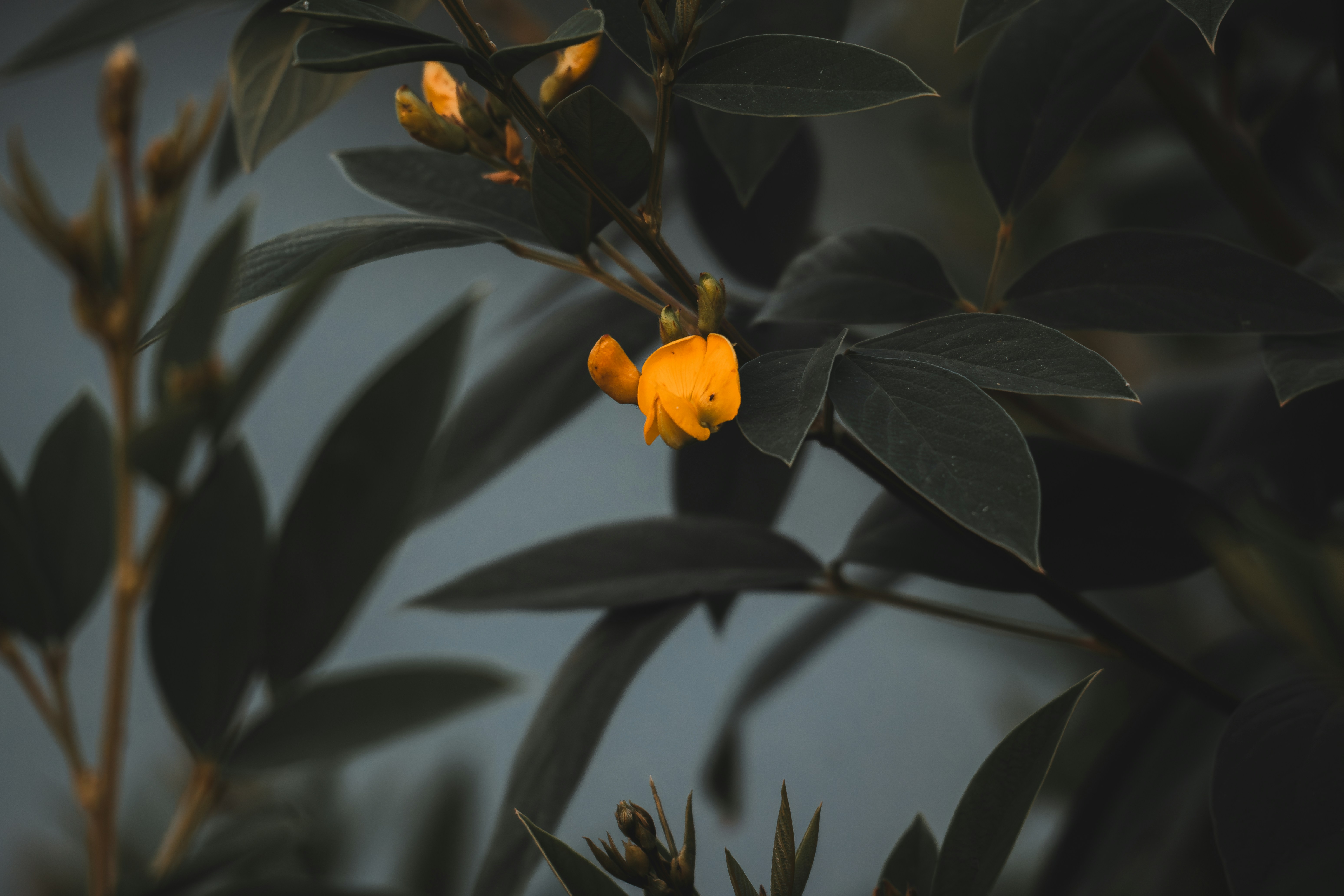 Amber Bloom Emerges Through Dark Foliage
