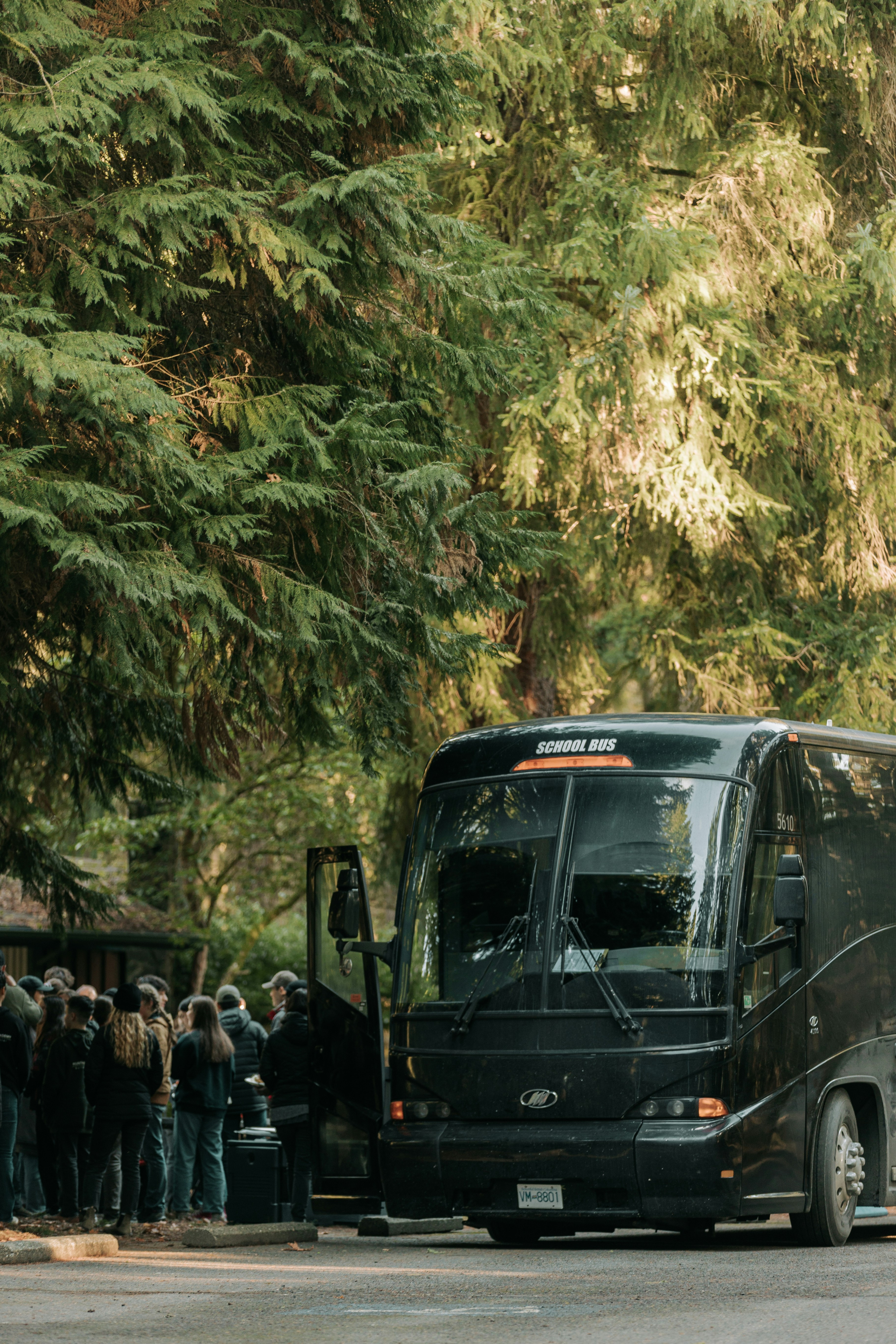 Quiet Queue: A School Bus Waits Beneath Quiet Pines