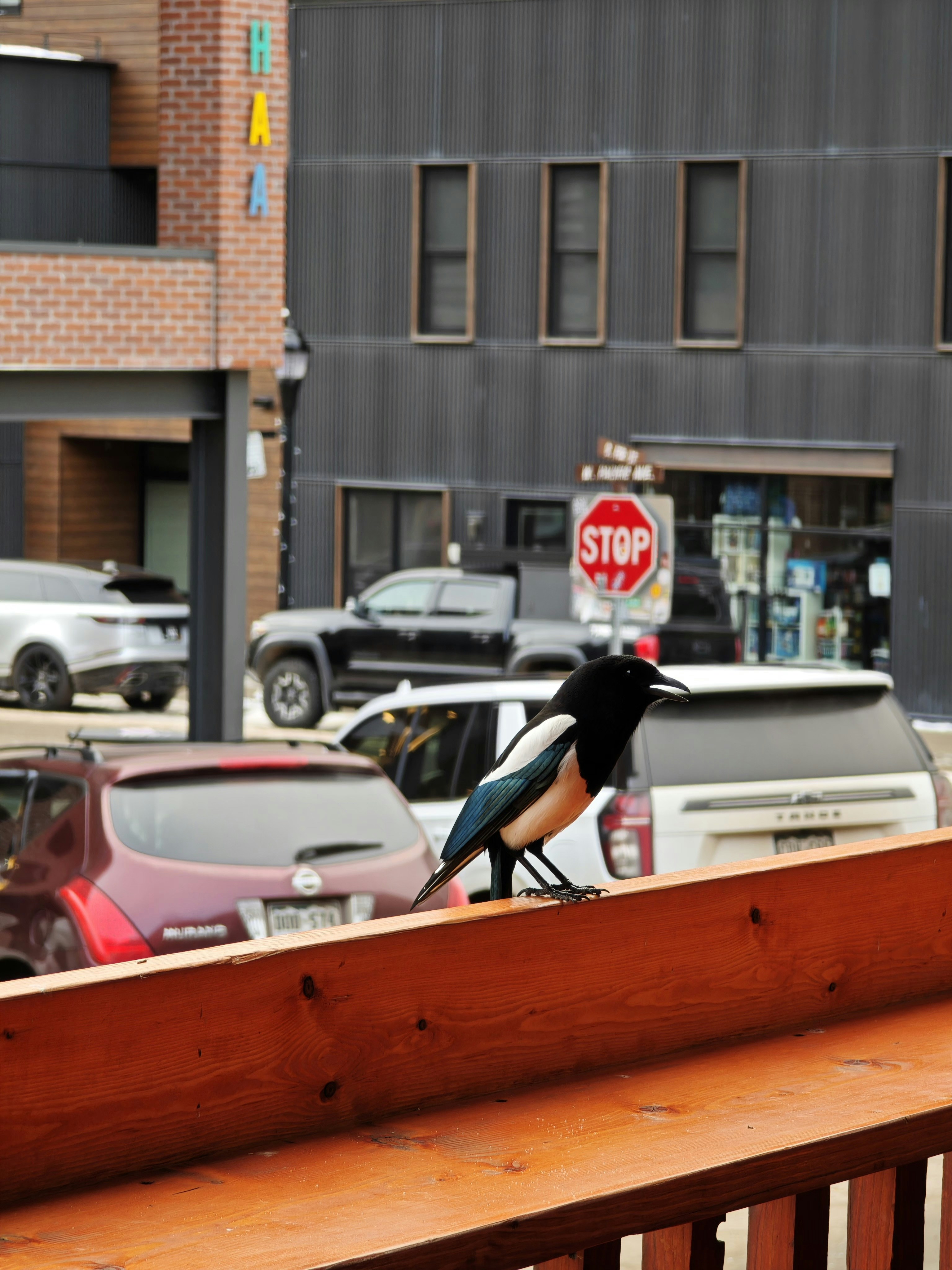 A bird sitting on a rail in front of a stop sign photo – Free Telluride ...