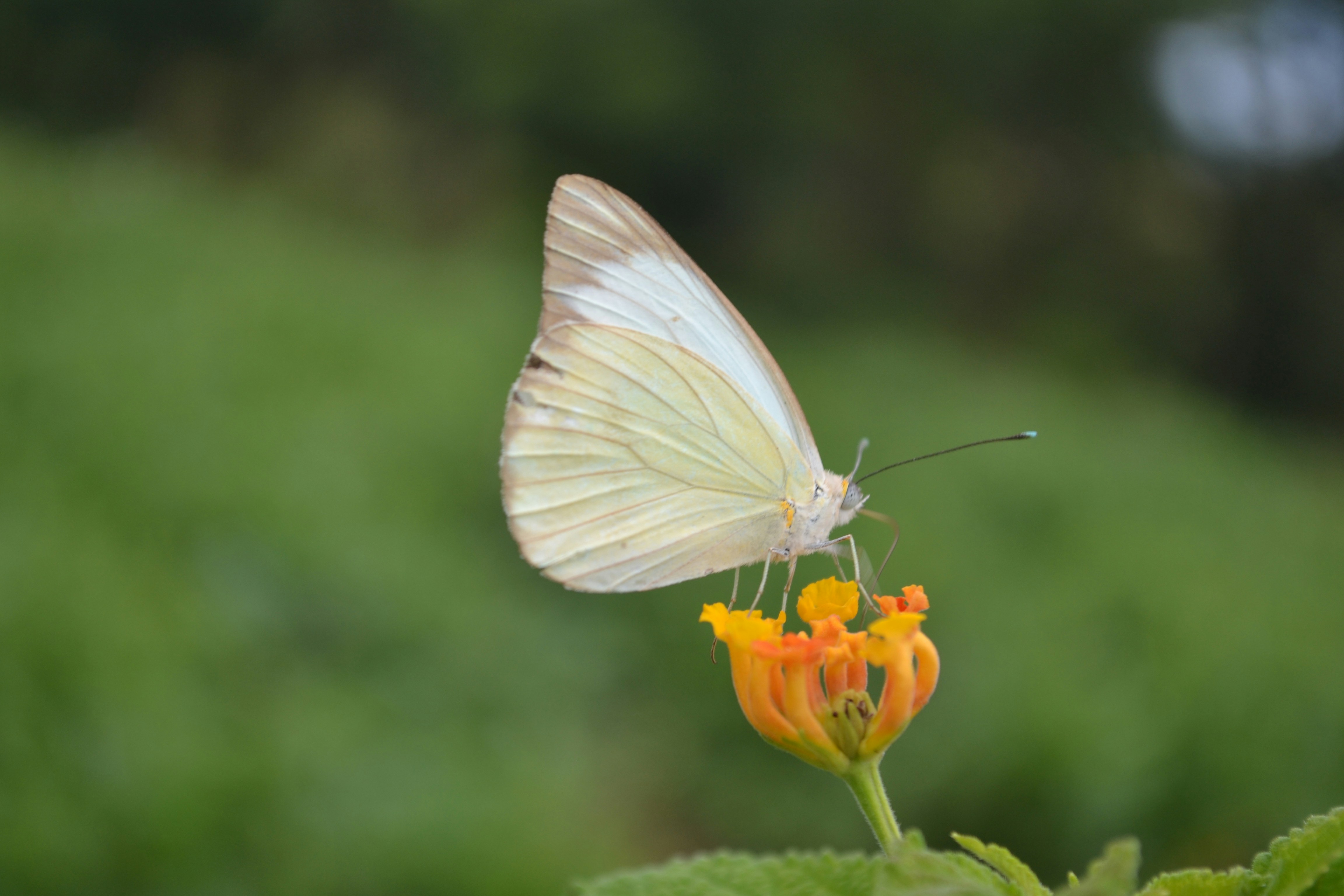 White butterfly.