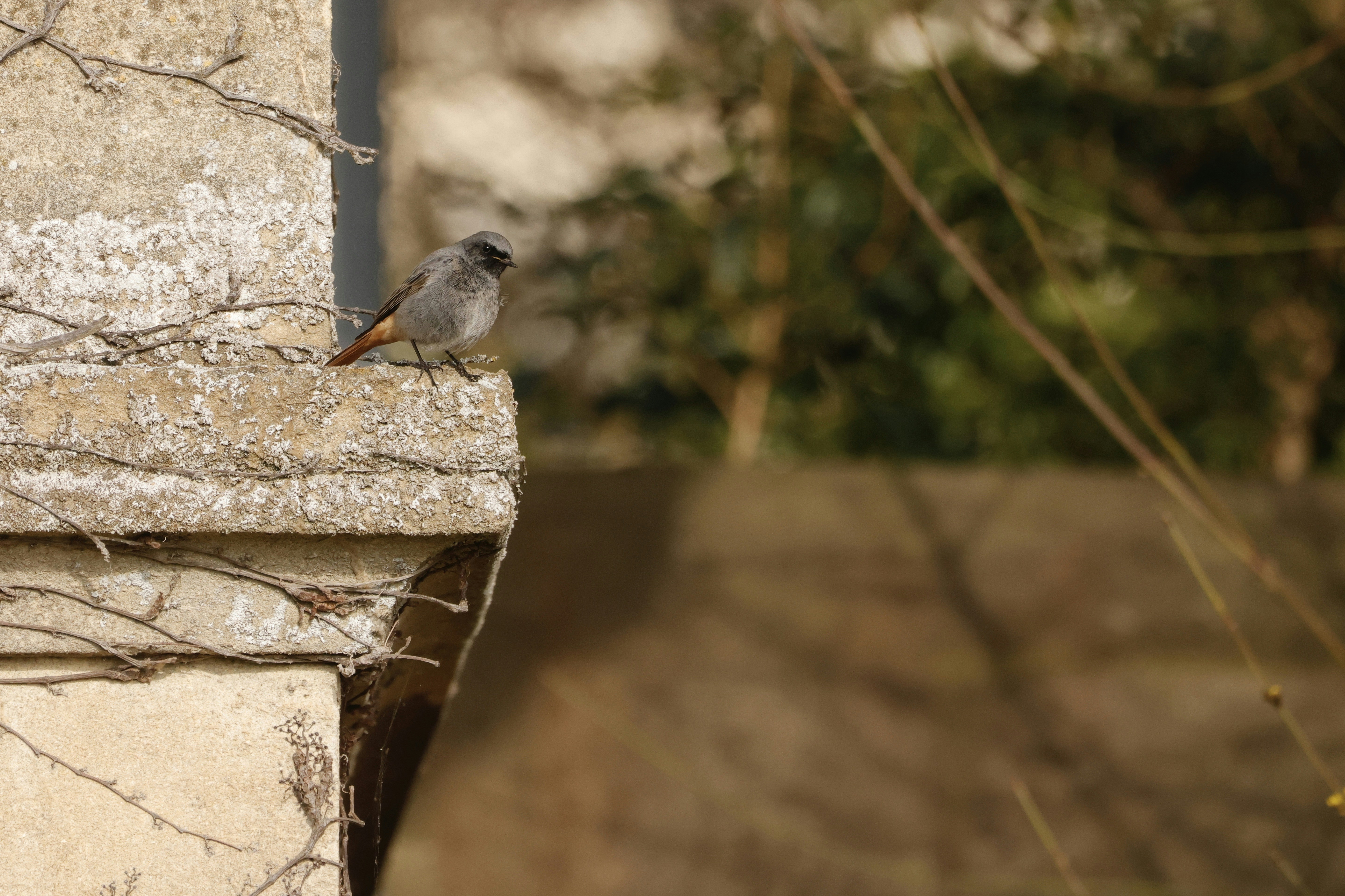 A small bird sitting on a ledge of a building photo – Free Animal Image ...