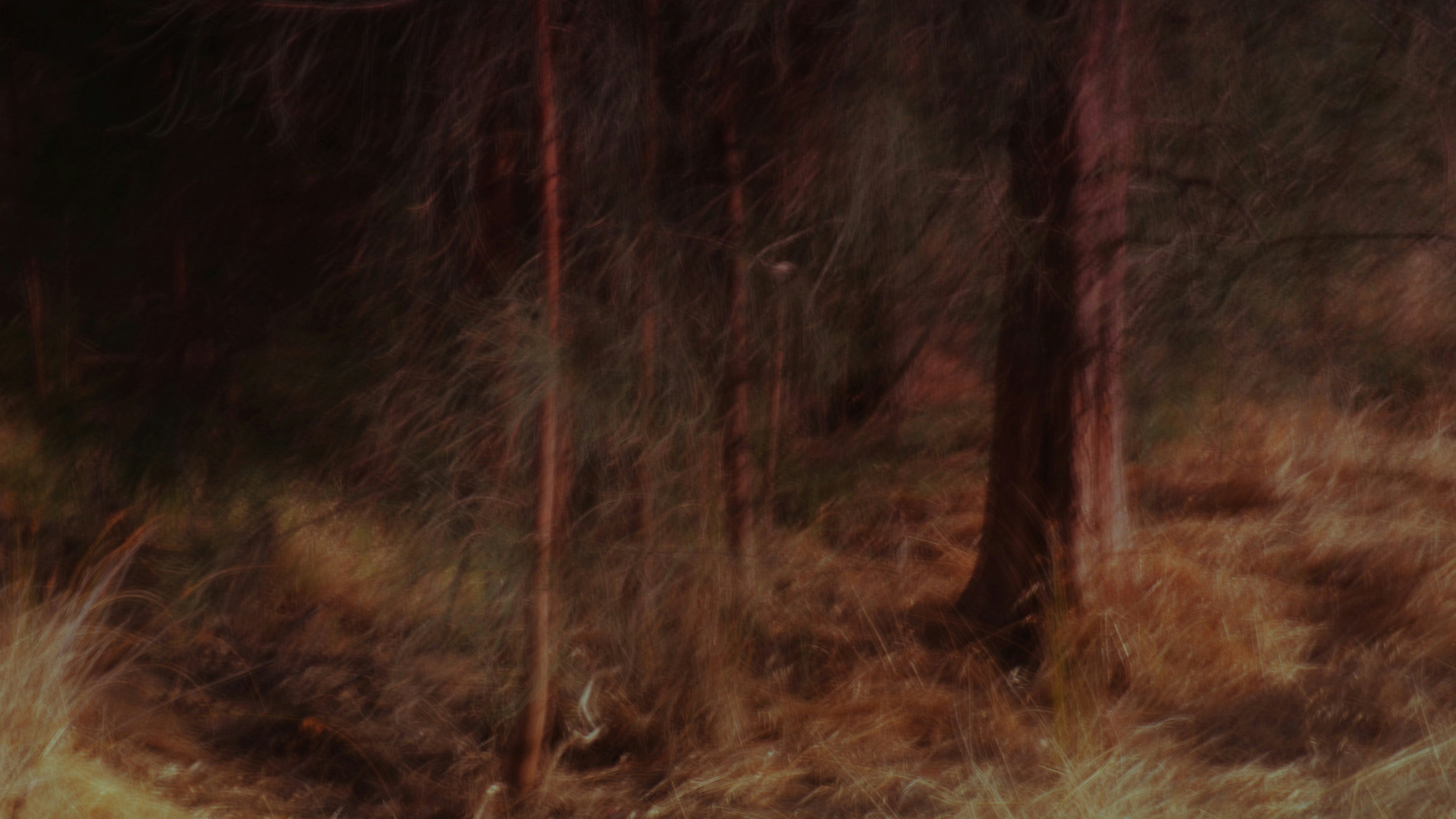 A blurry photo of a forest with a stop sign photo – Free Background ...