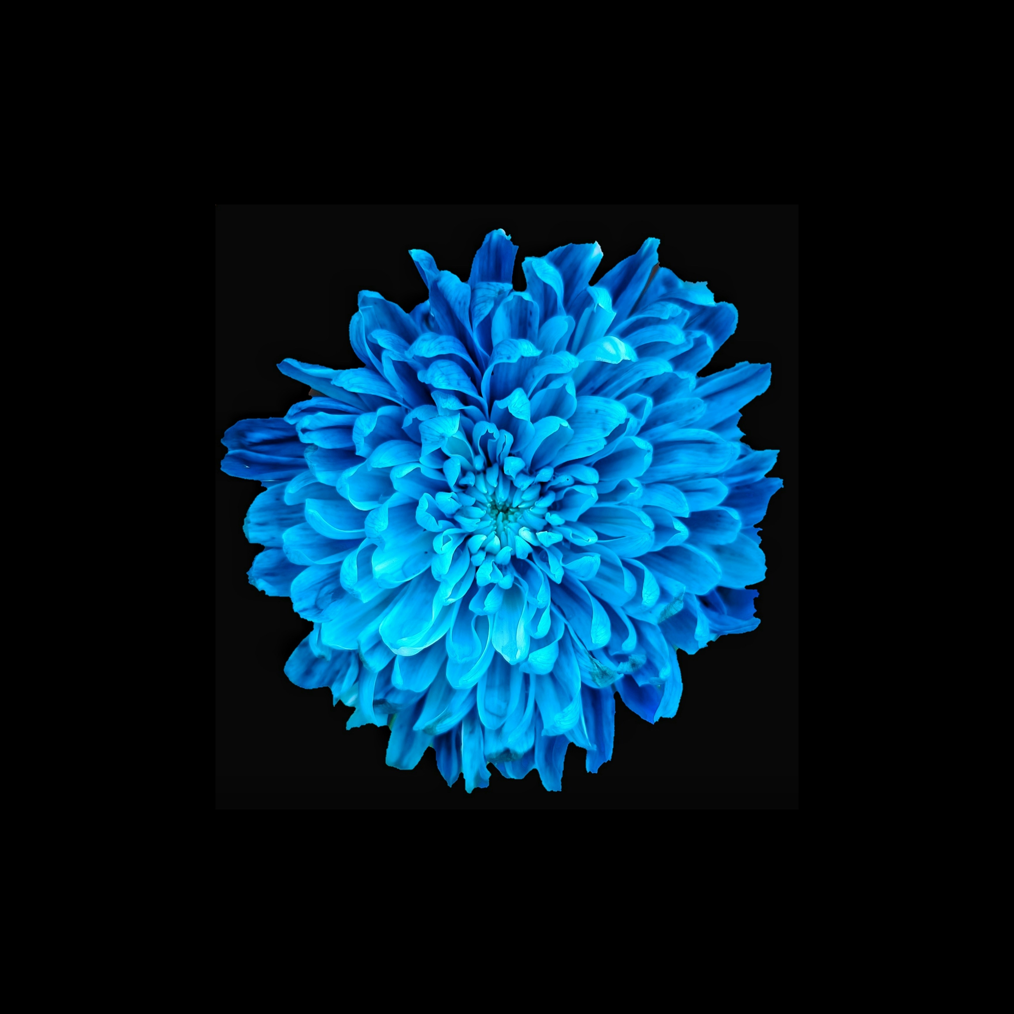A large blue flower on a black background photo – Free Wallpaper Image ...