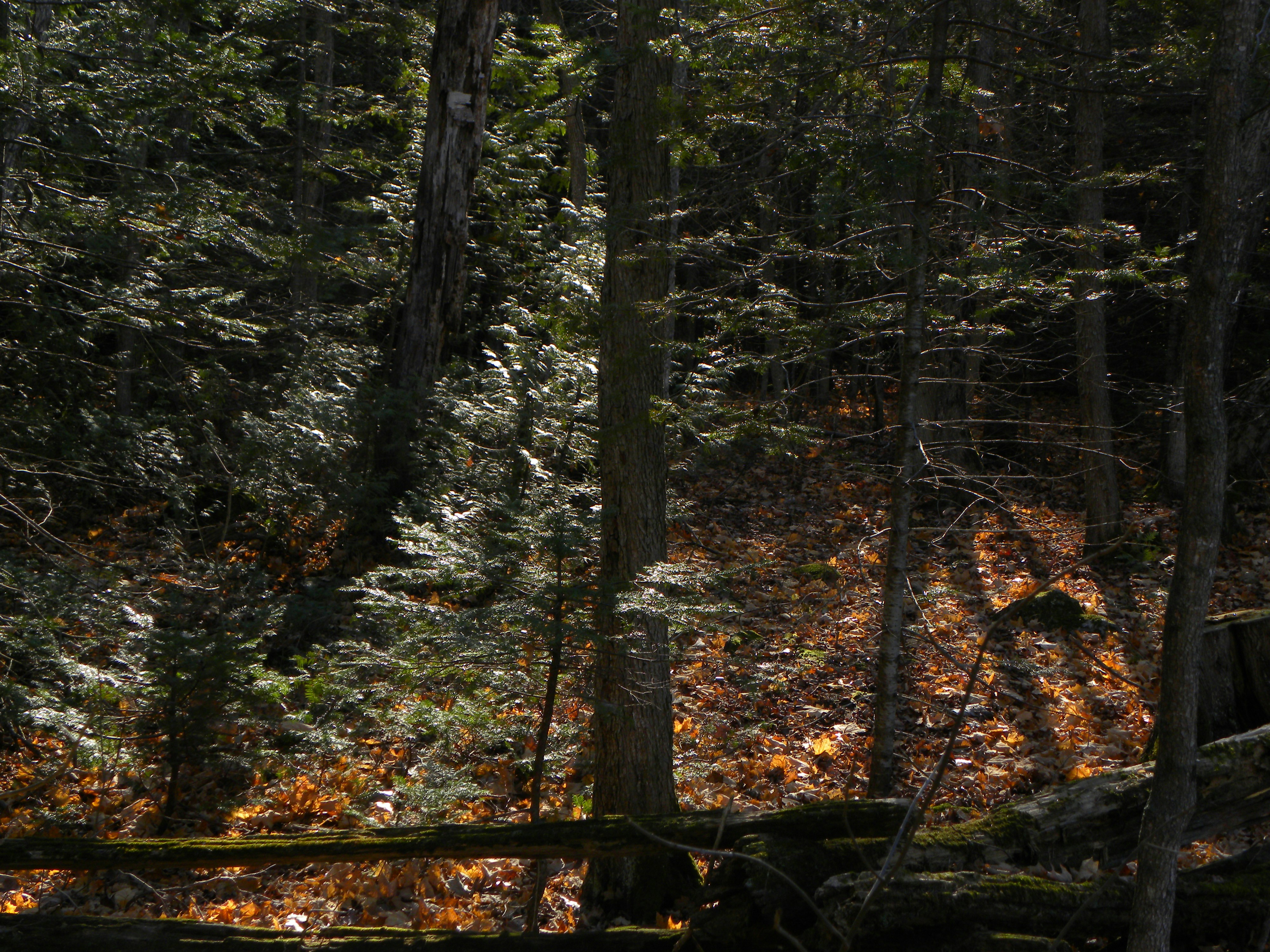 Sunlight filters through dense forest foliage, casting shadows on fallen autumn leaves.