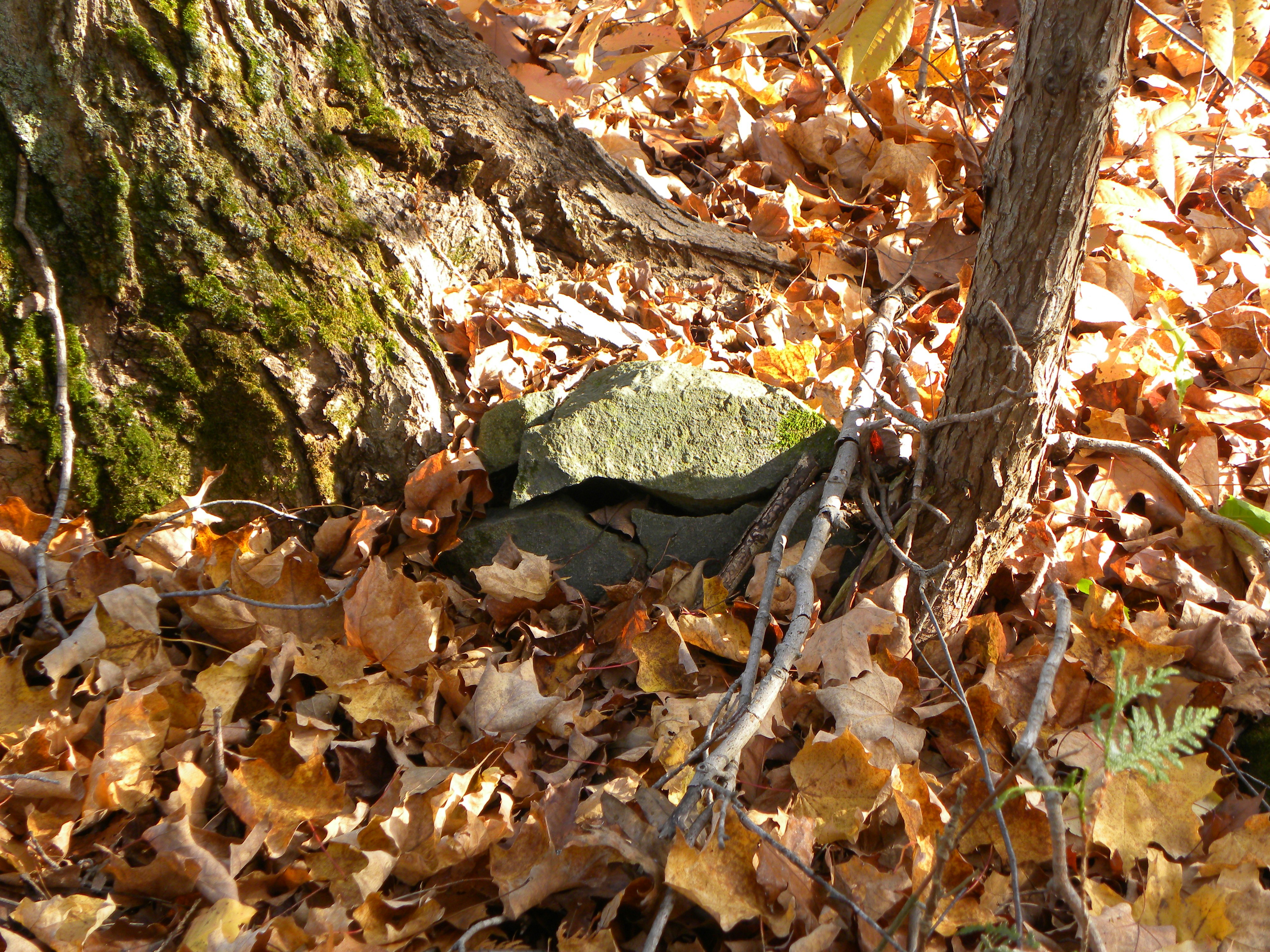 A bird is standing in the leaves near a tree