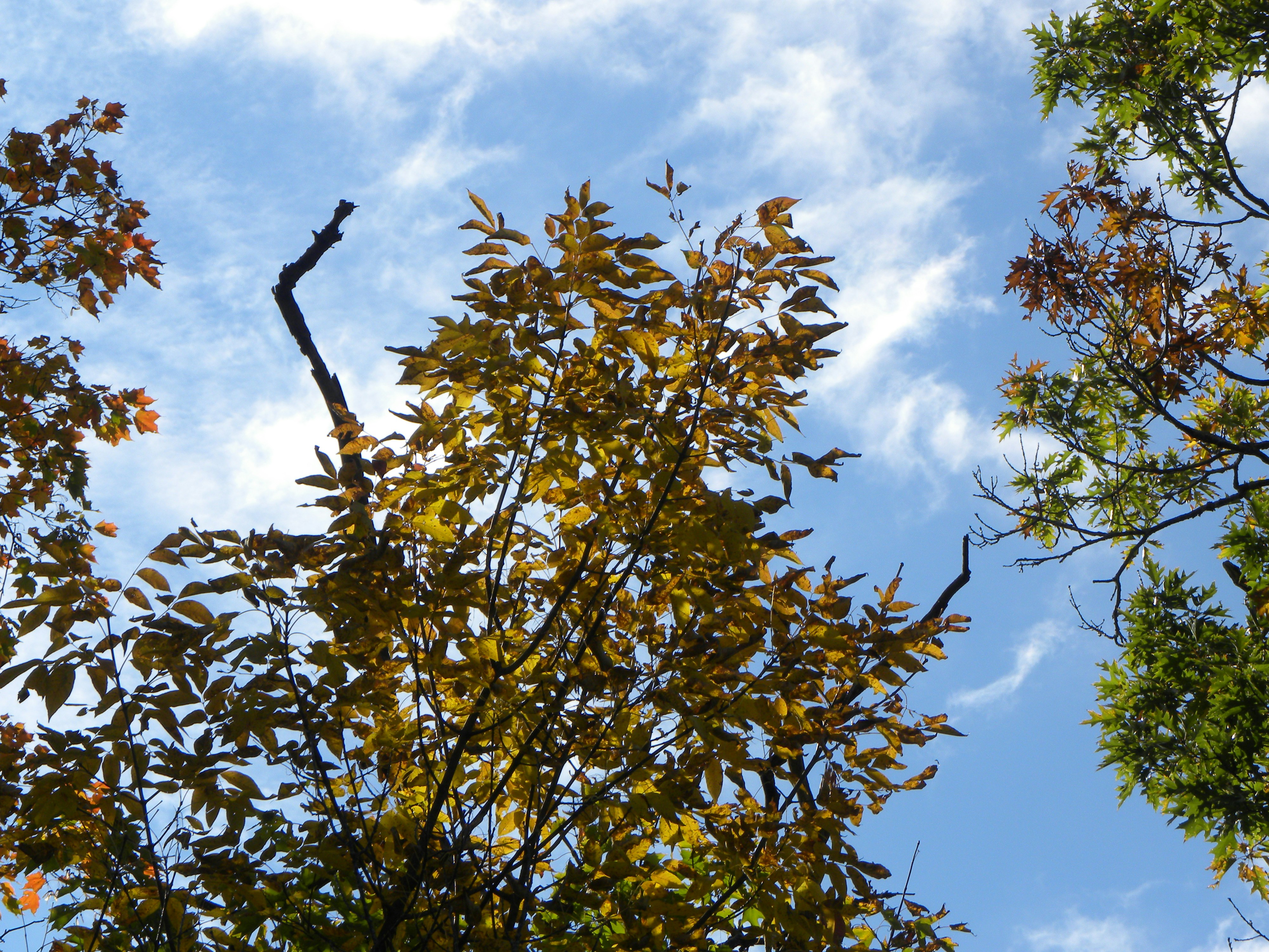 Autumn leaves contrast against a bright blue sky with scattered clouds.