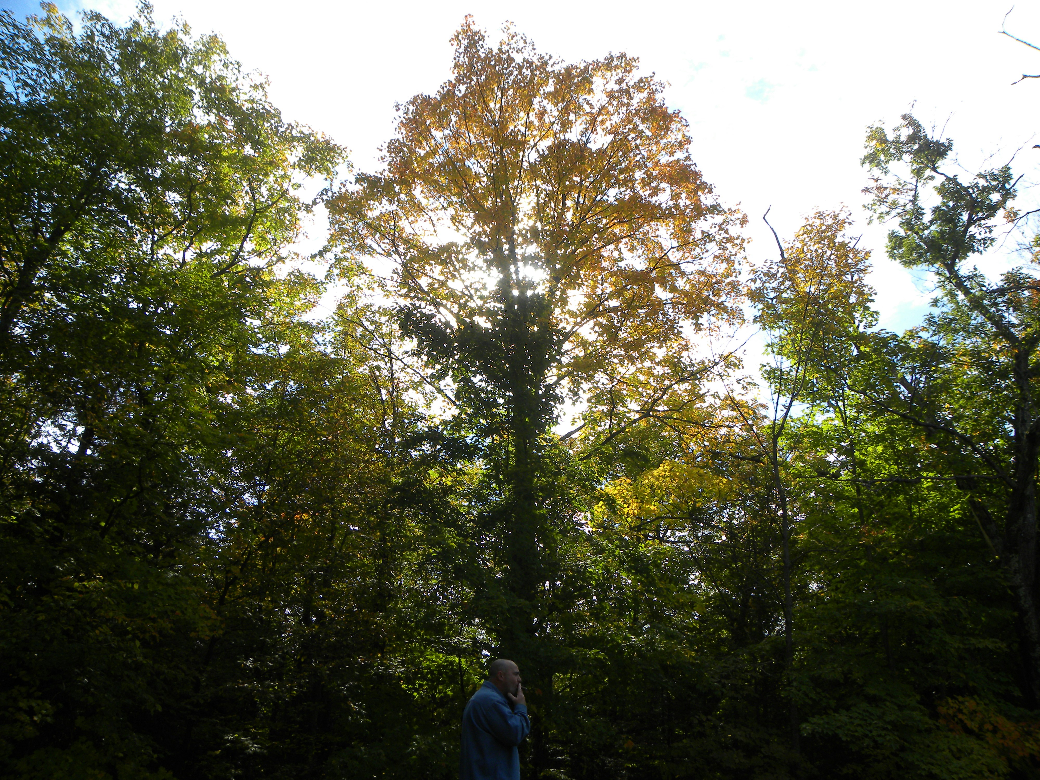 Tall tree with sunlit golden leaves stands against a bright sky in a lush forest, with a person providing scale.
