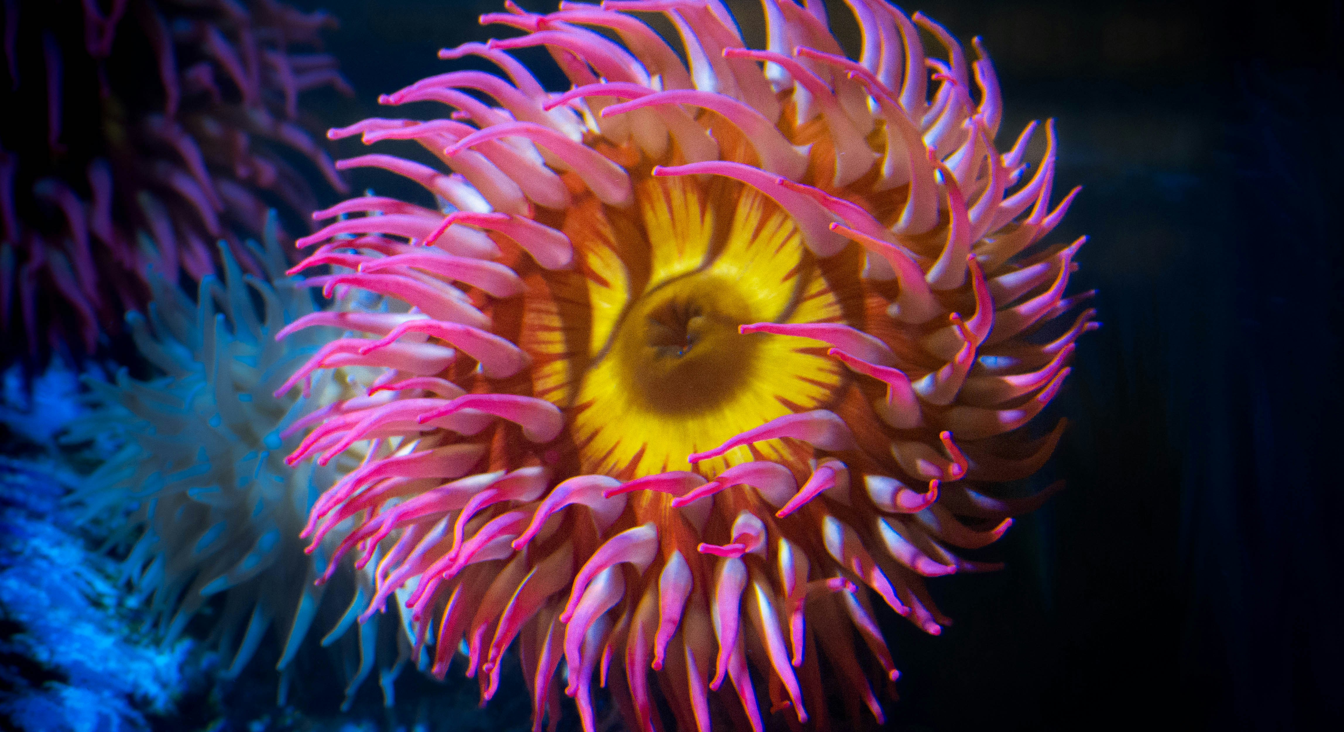 A close up of a pink and yellow sea anemone