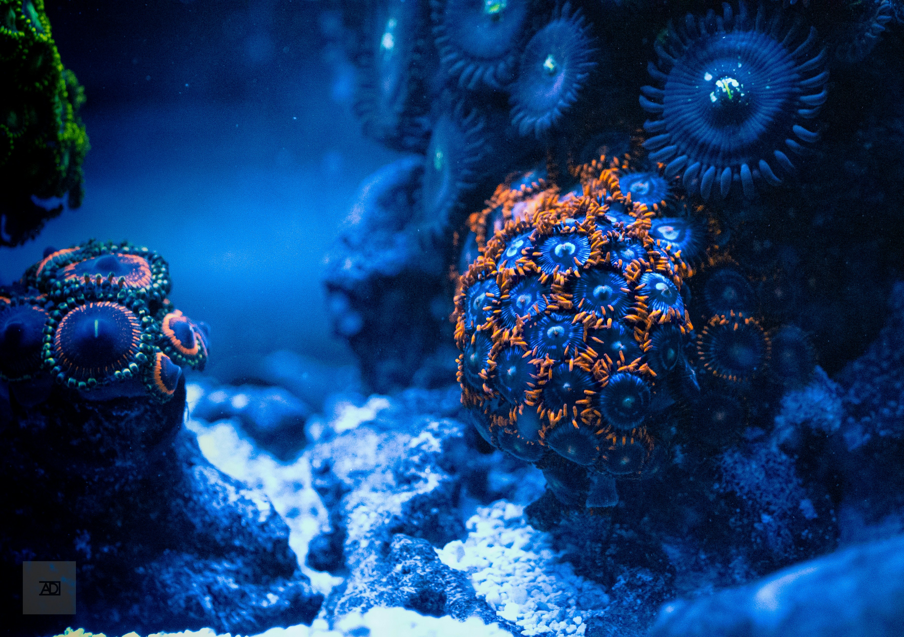 Clusters of vibrant orange and blue corals illuminated in serene blue light against deep ocean tones.