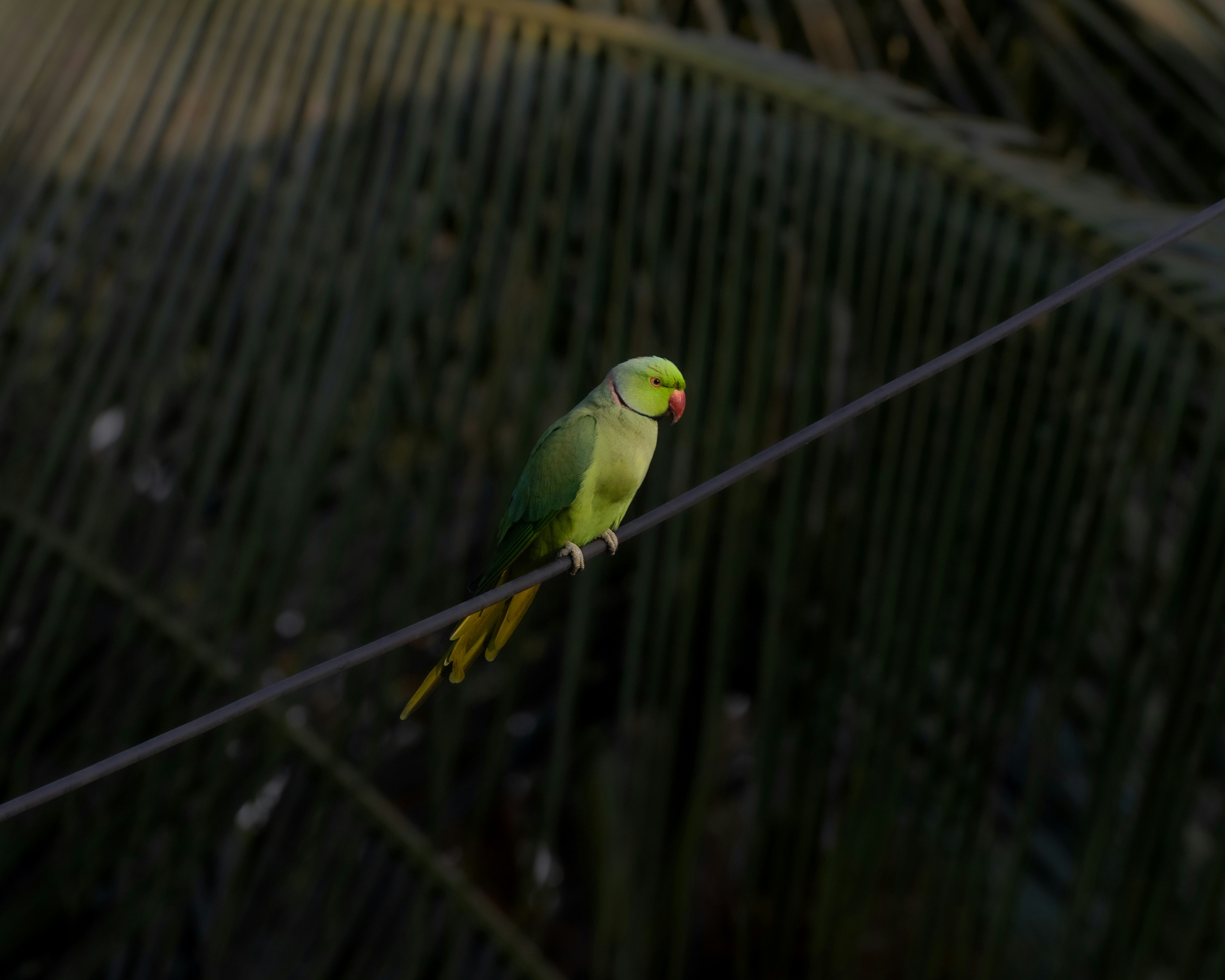 Green Parakeet on a Wire: a Quiet Moment in Shadowed Jungle Light