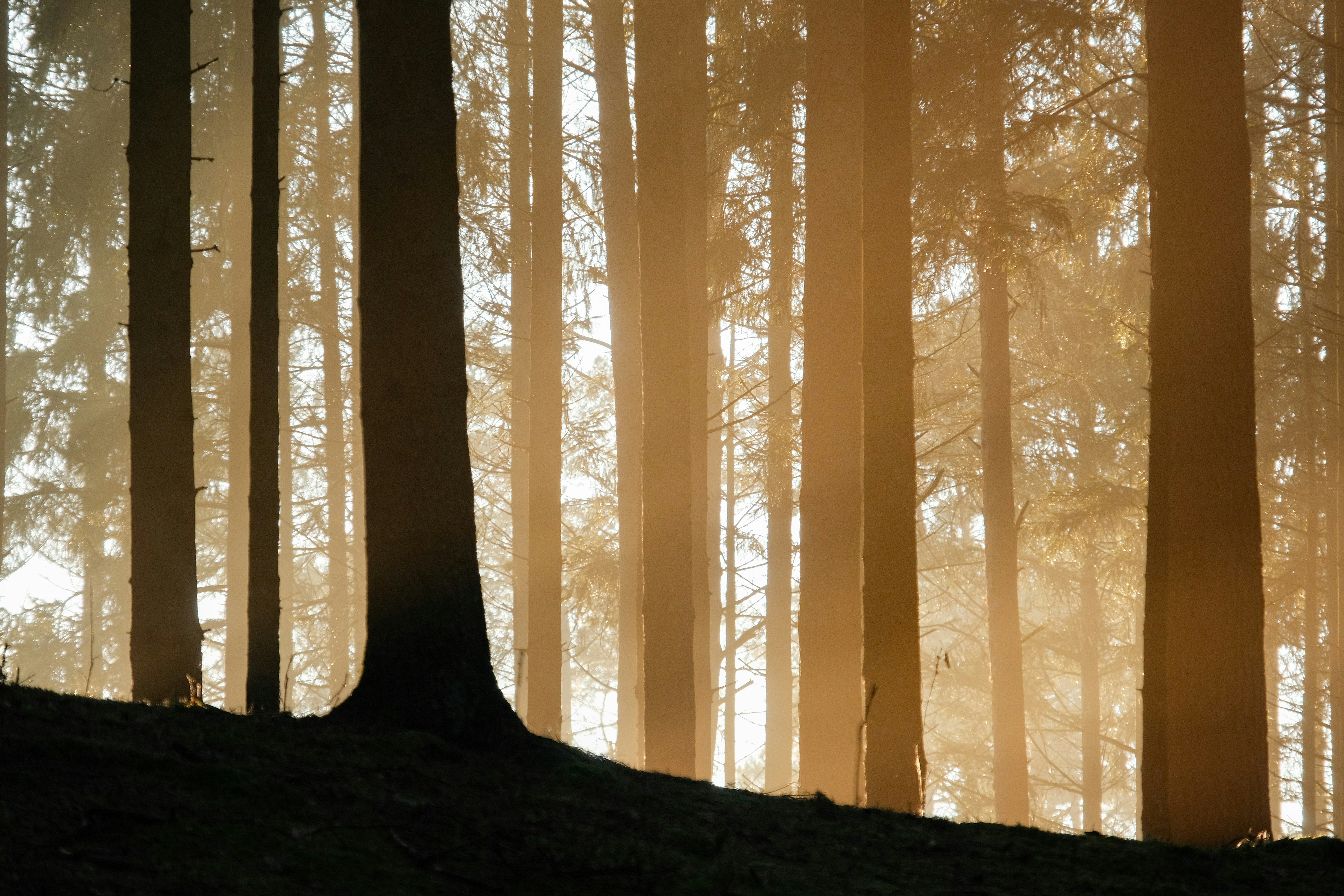 Golden Veil Among the Pines