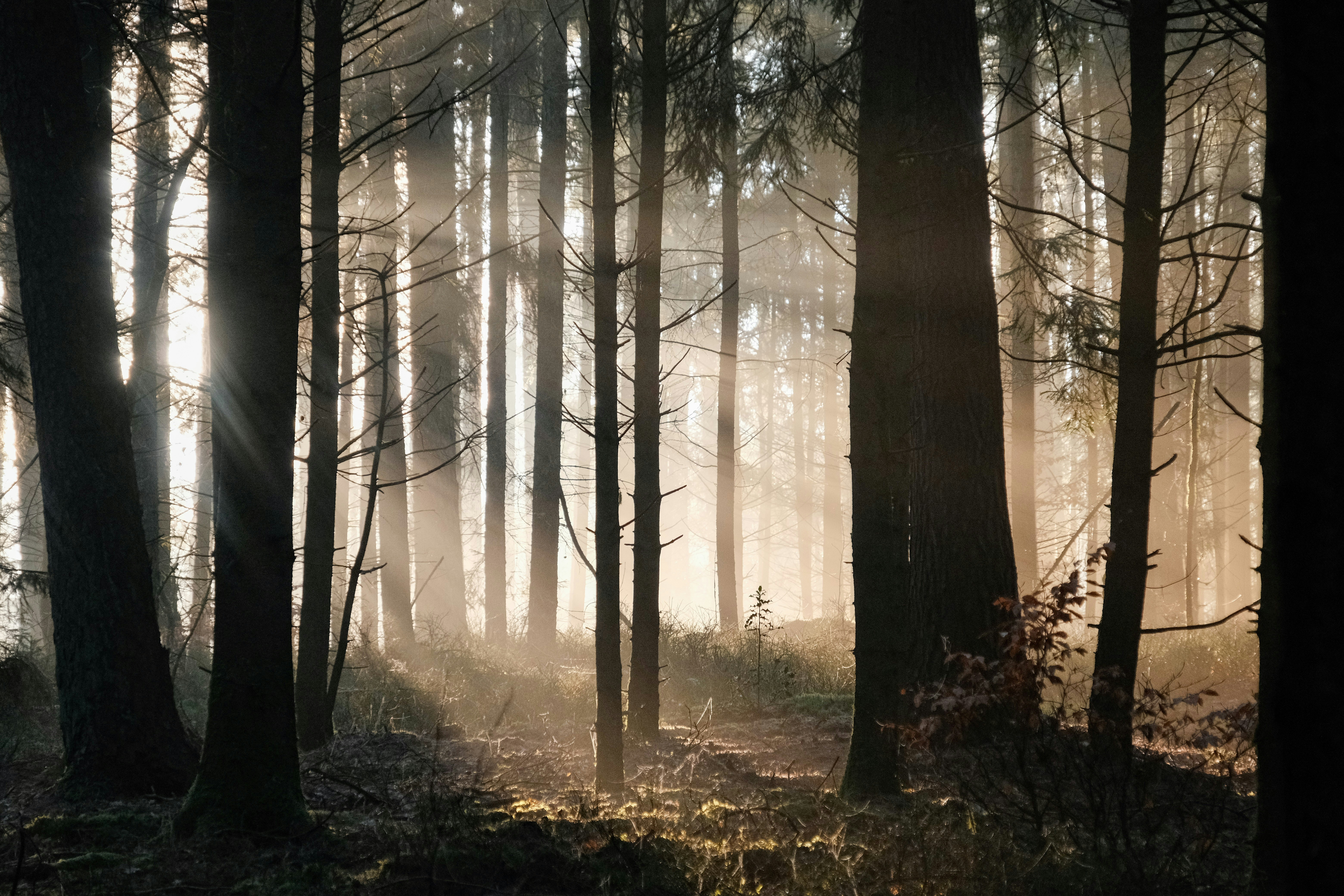 Tall trees bathed in golden morning light with mist creating ethereal beams in a tranquil forest.