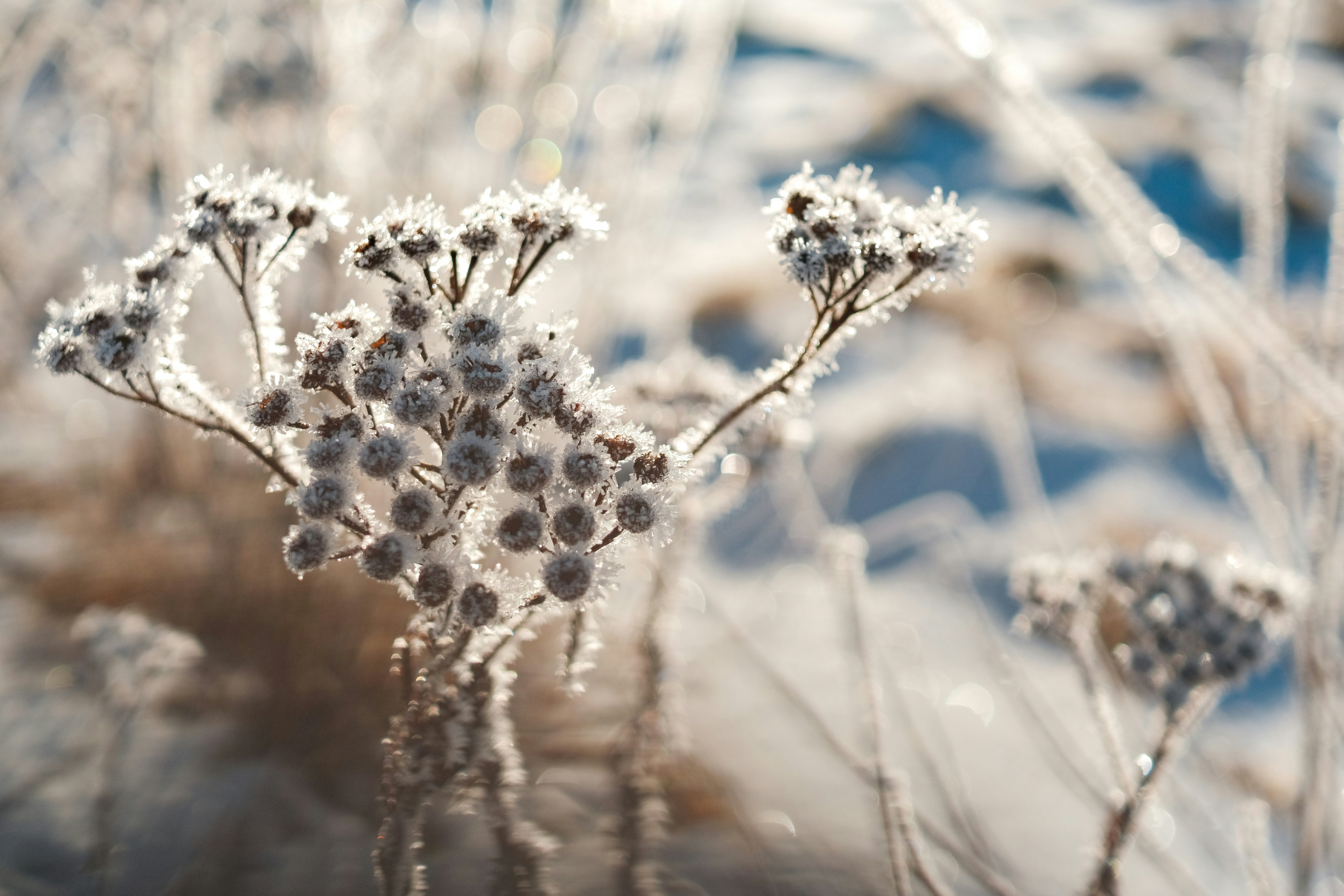Frost-covered wildflowers highlighted against a blurred wintry background with warm morning light.