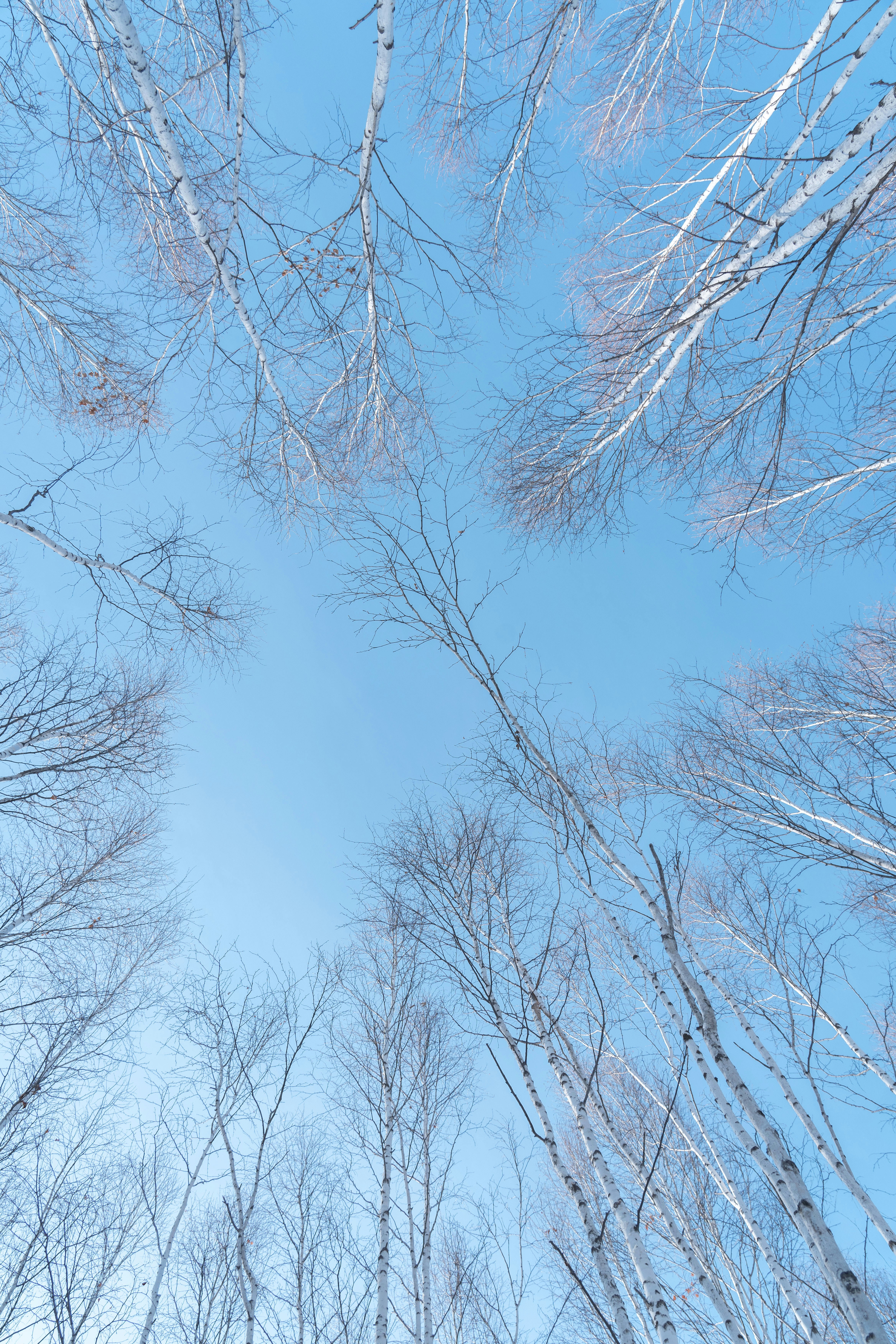 Polotno Studio - Make graphical designs