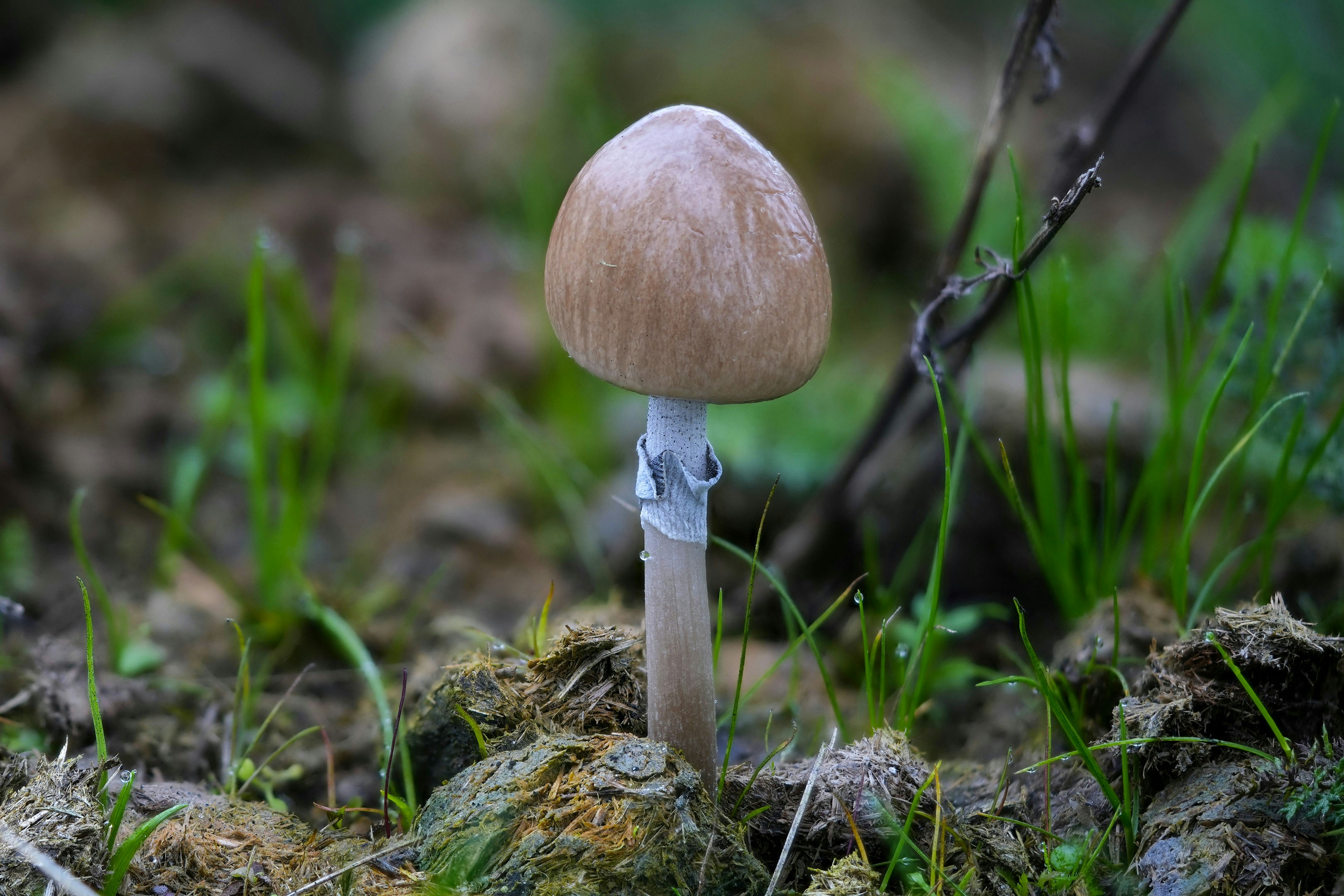 Amber Cap Rising from Moss: A Delicate Forest Sentinel