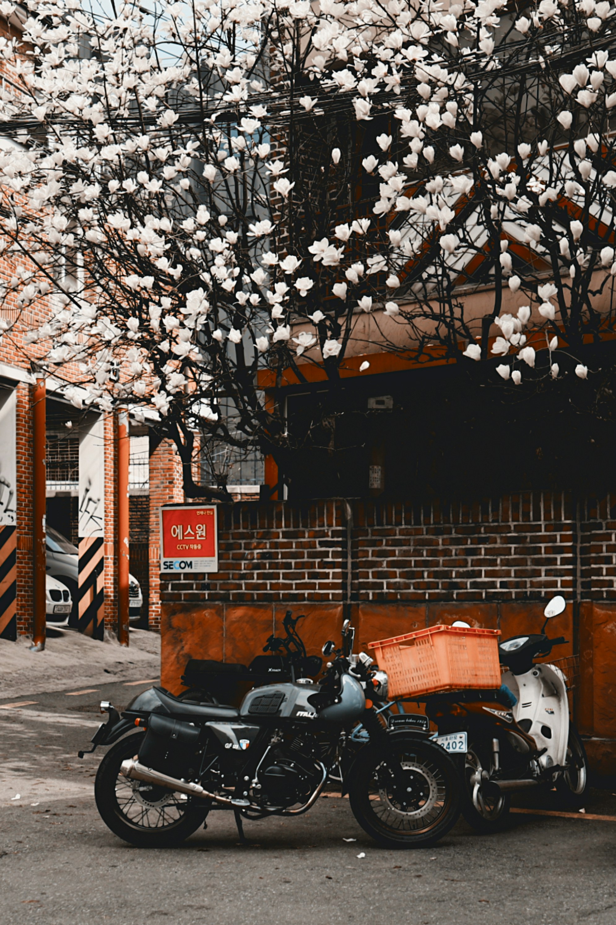 Blossoms Over Brick: A Quiet Alley with Two Motorbikes