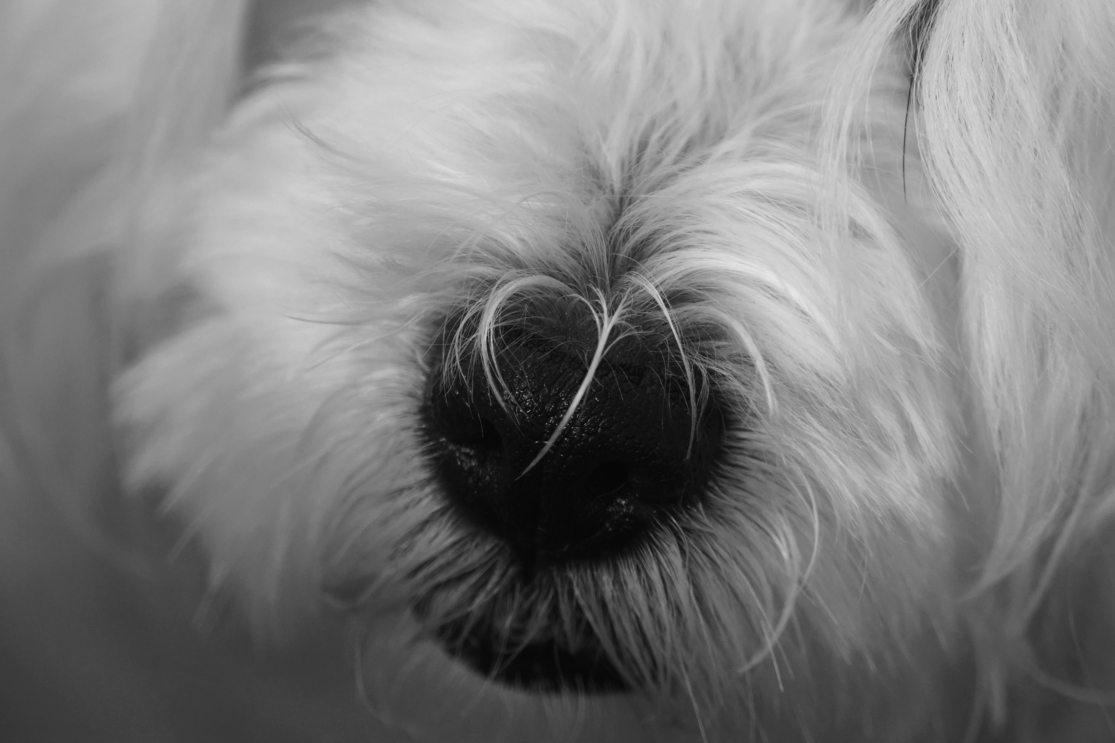 Close-up Snout: The Dog's Nose in Soft Focus