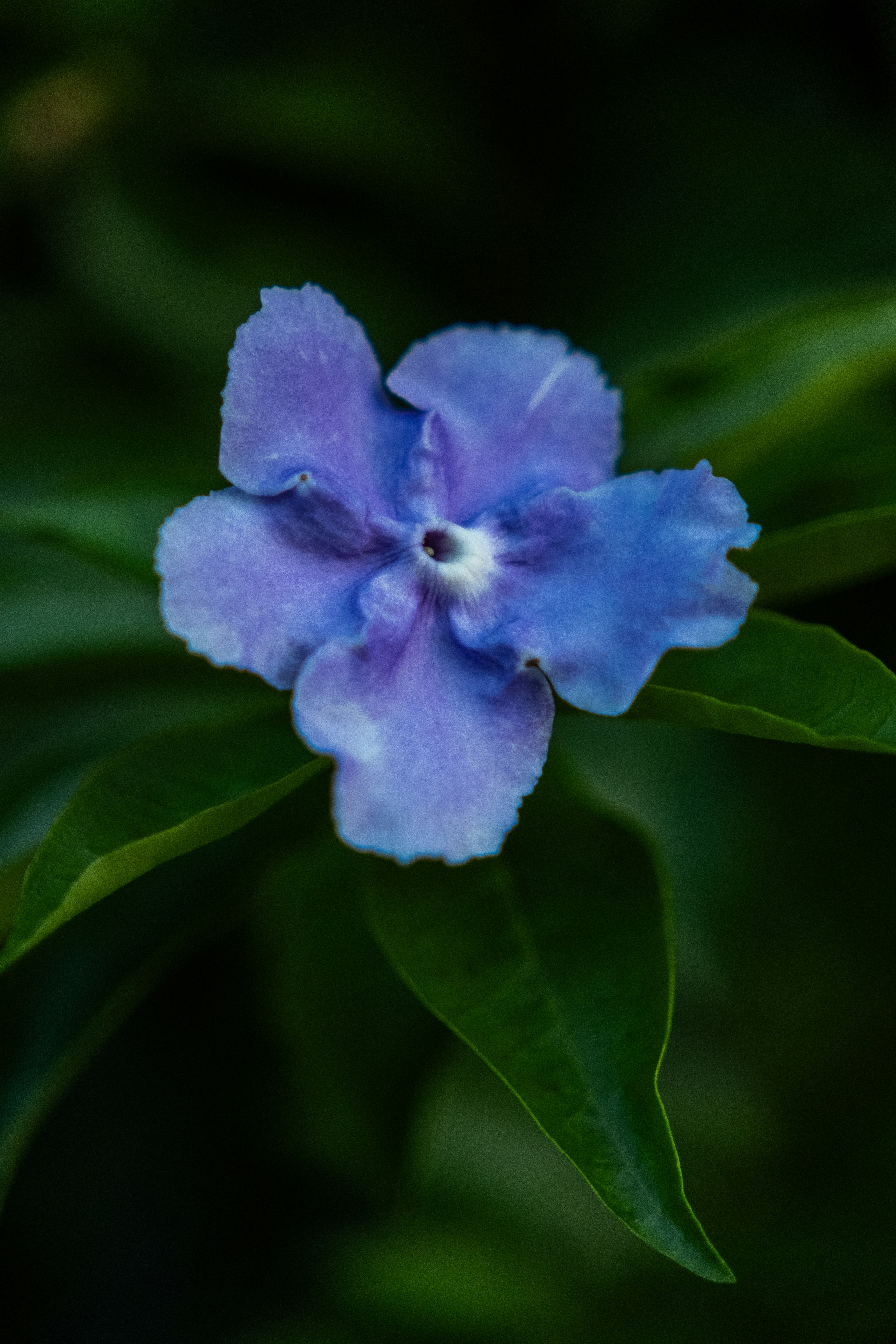 Center-Petal Calm: A Blue-Violet Flower in Shadowed Green