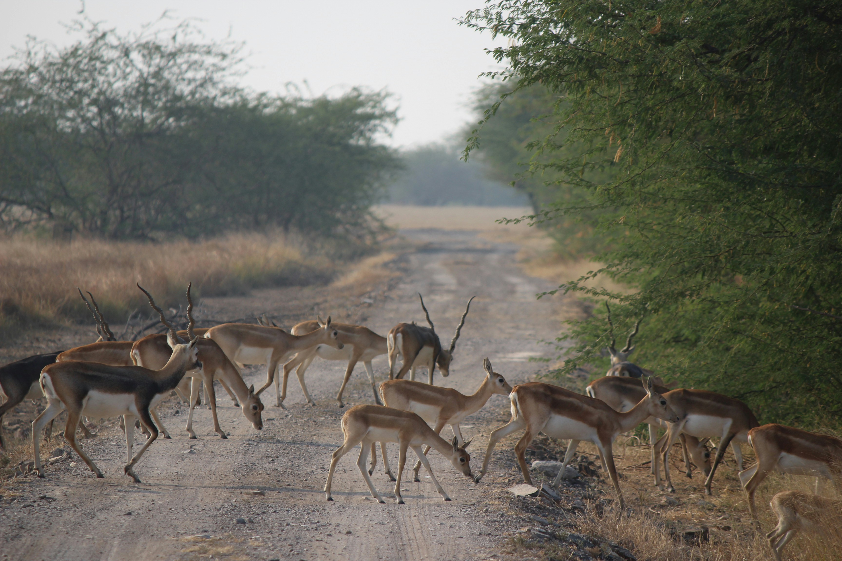 Antelope Parade on a Quiet Country Road