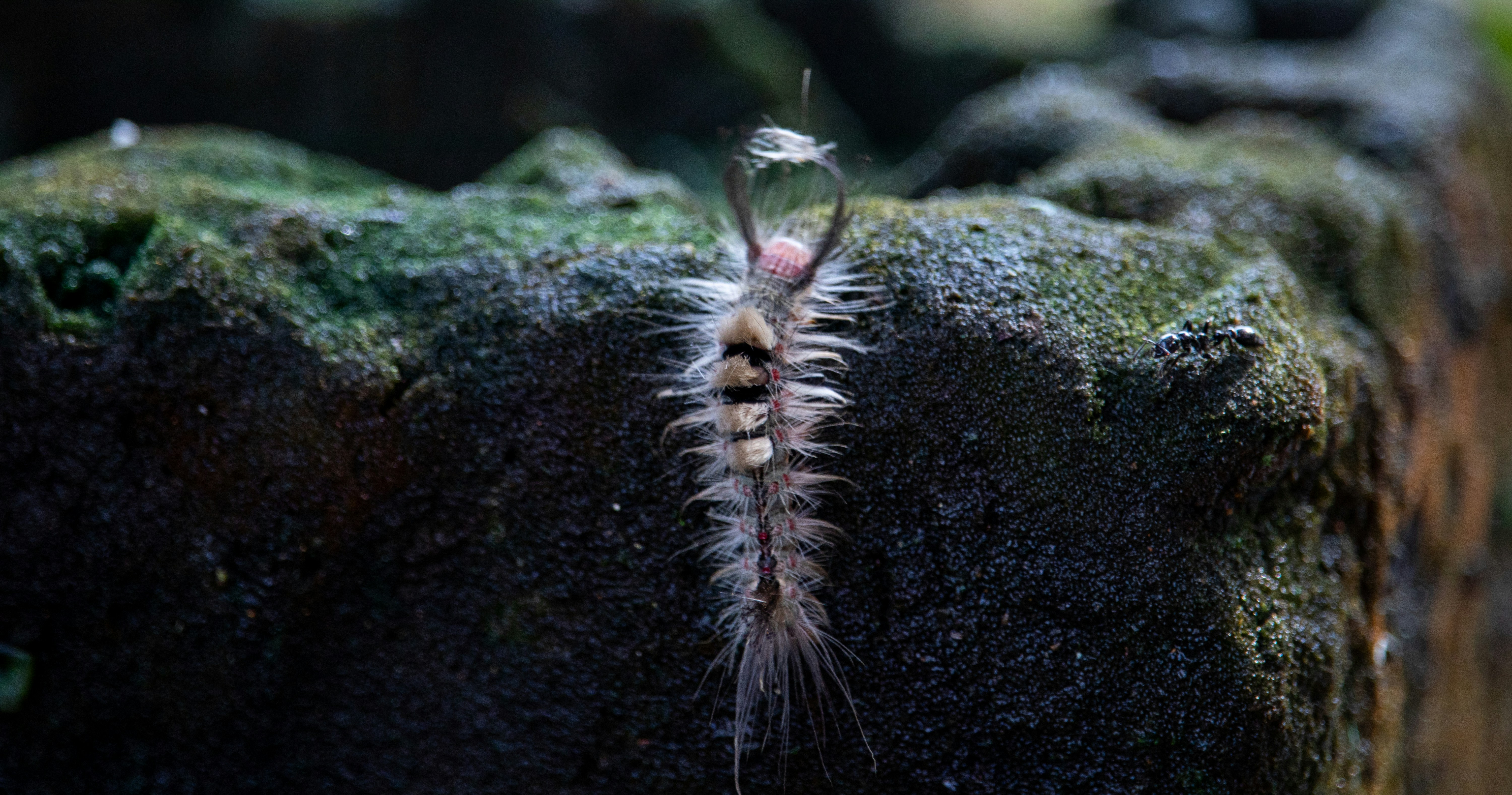 A close up of a caterpillar on a rock