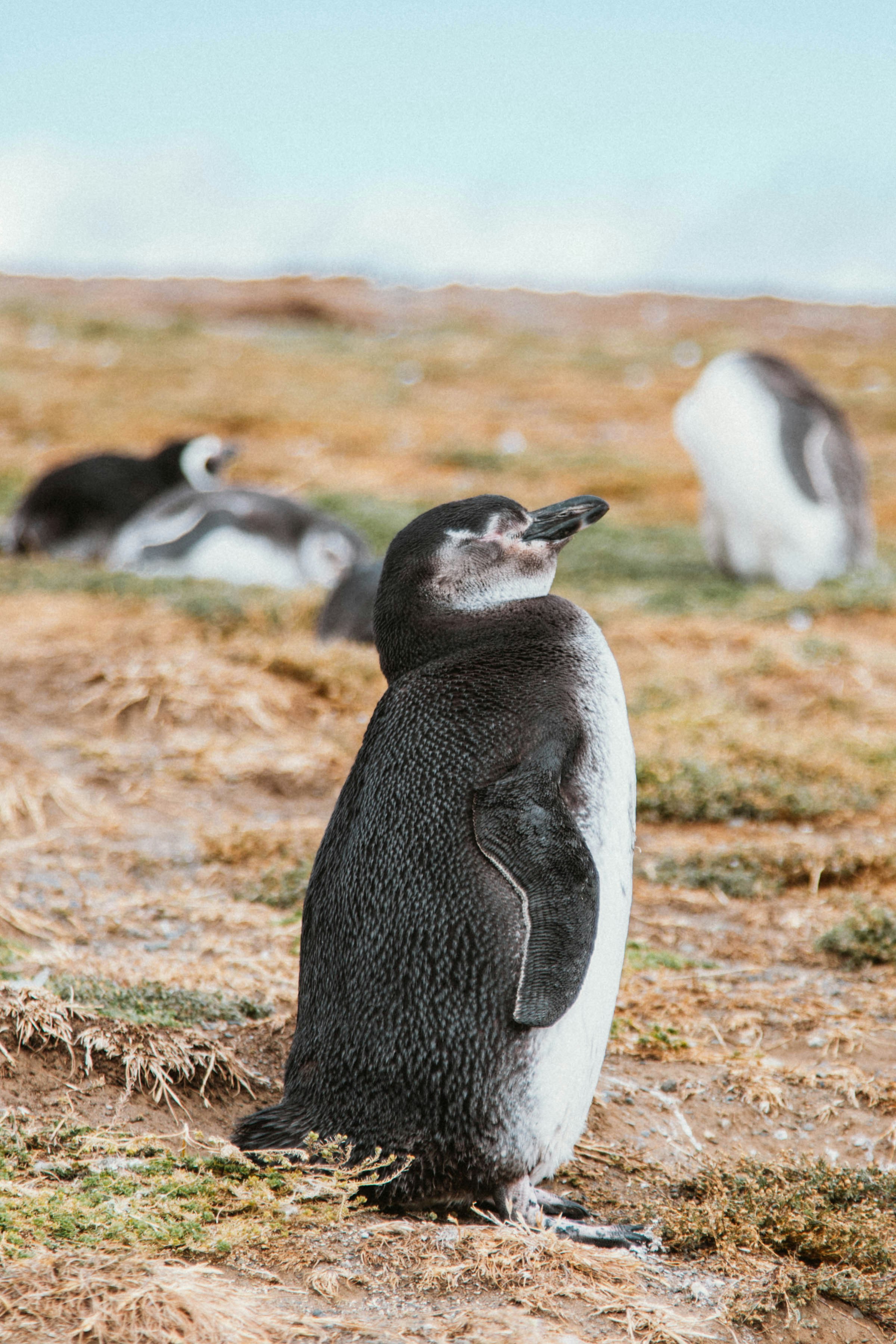 A penguin standing on top of a dry grass field photo – Free Wildlife ...