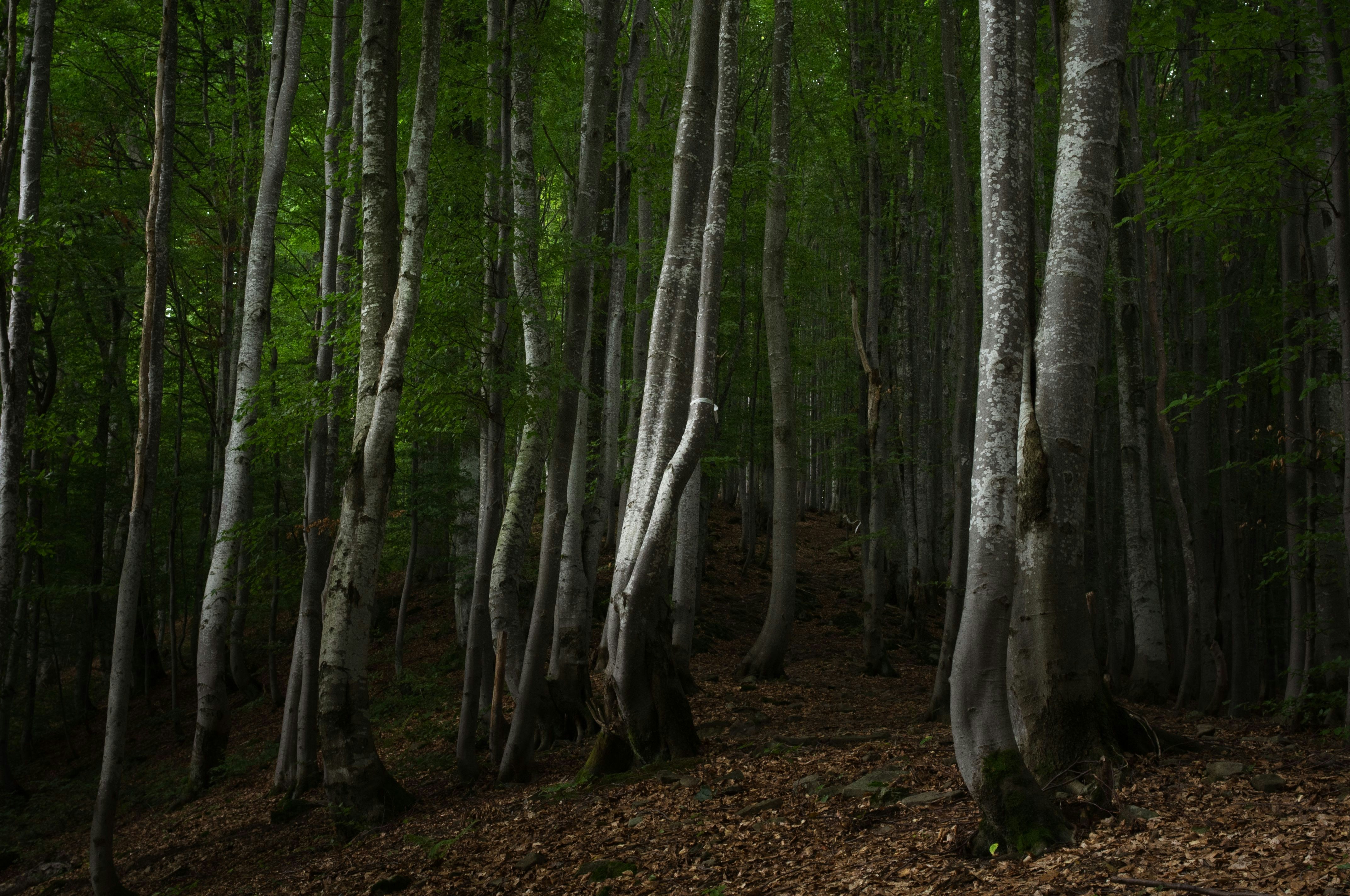 Tall, slender trees form vertical lines in a tranquil forest with lush green foliage and earthy tones.