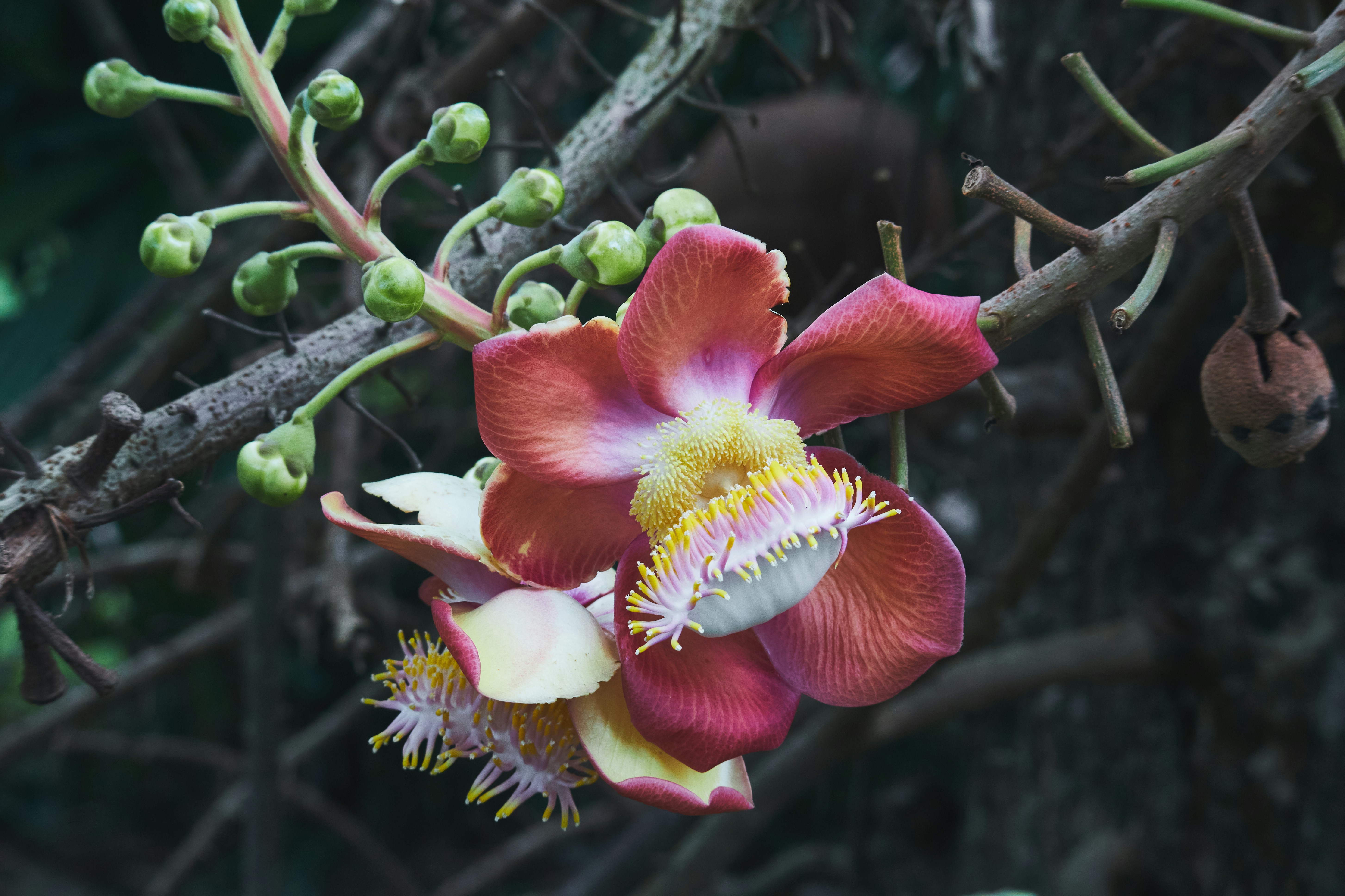 A close up of a flower on a tree