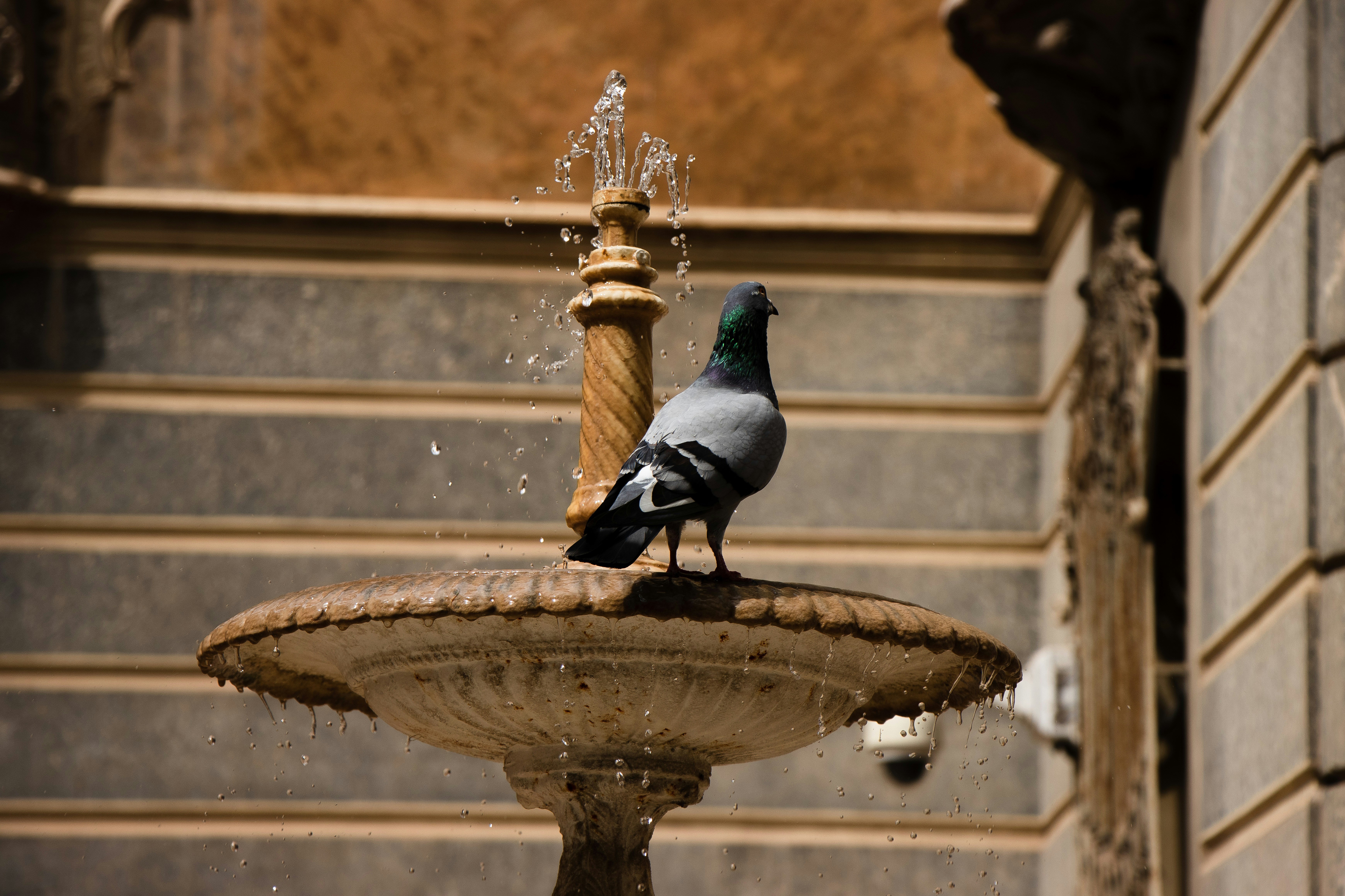 Urban Sentinel on a Historical Fountain